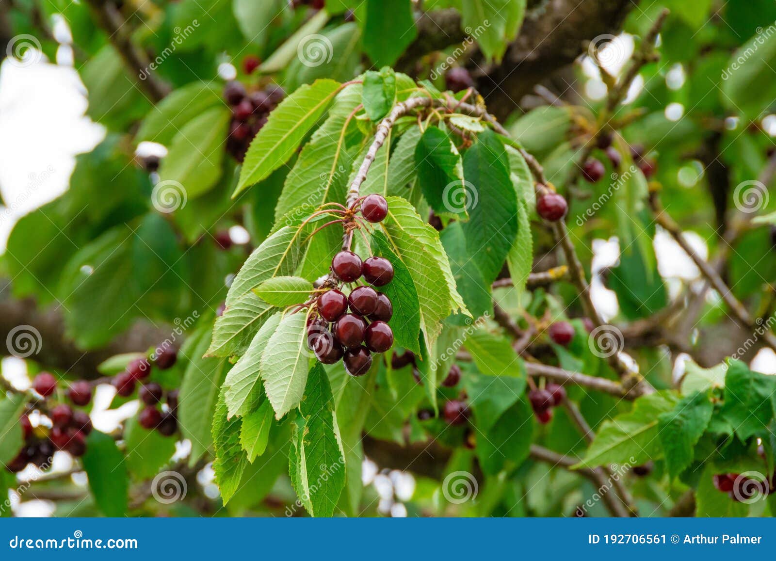 Dark Red Cherries and Green Leaves Stock Image - Image of berry ...