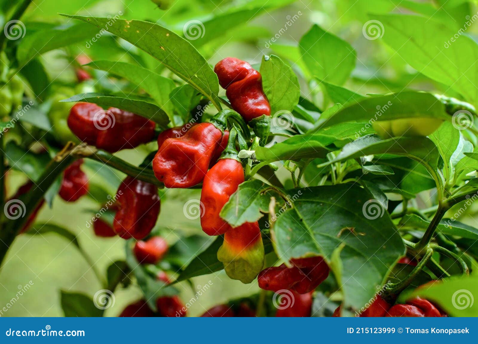 Dark Red Chili Peppers on a Bush. Stock Image - Image of outdoors ...