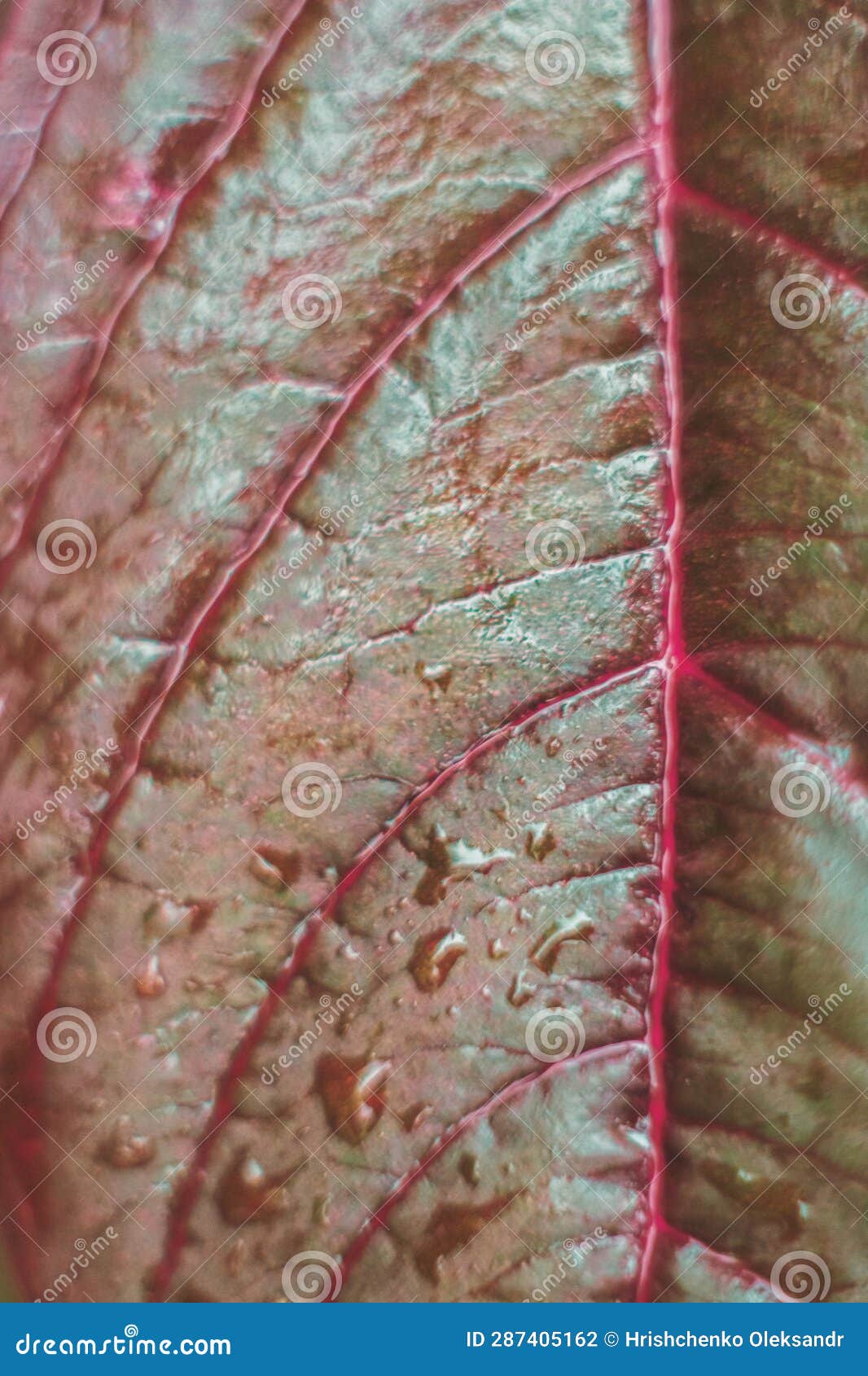 Dark Red Color Amaranth Leaf Close Up Stock Photo - Image of beautiful ...