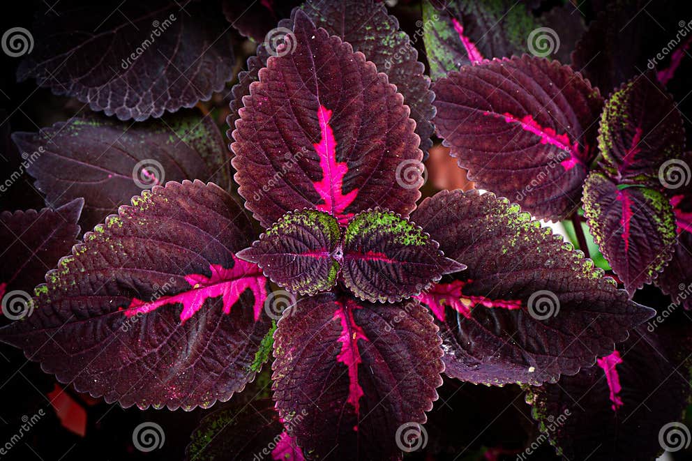 Dark Red Coloured Leaf Plants Backdrop 4K Background Stock Image ...