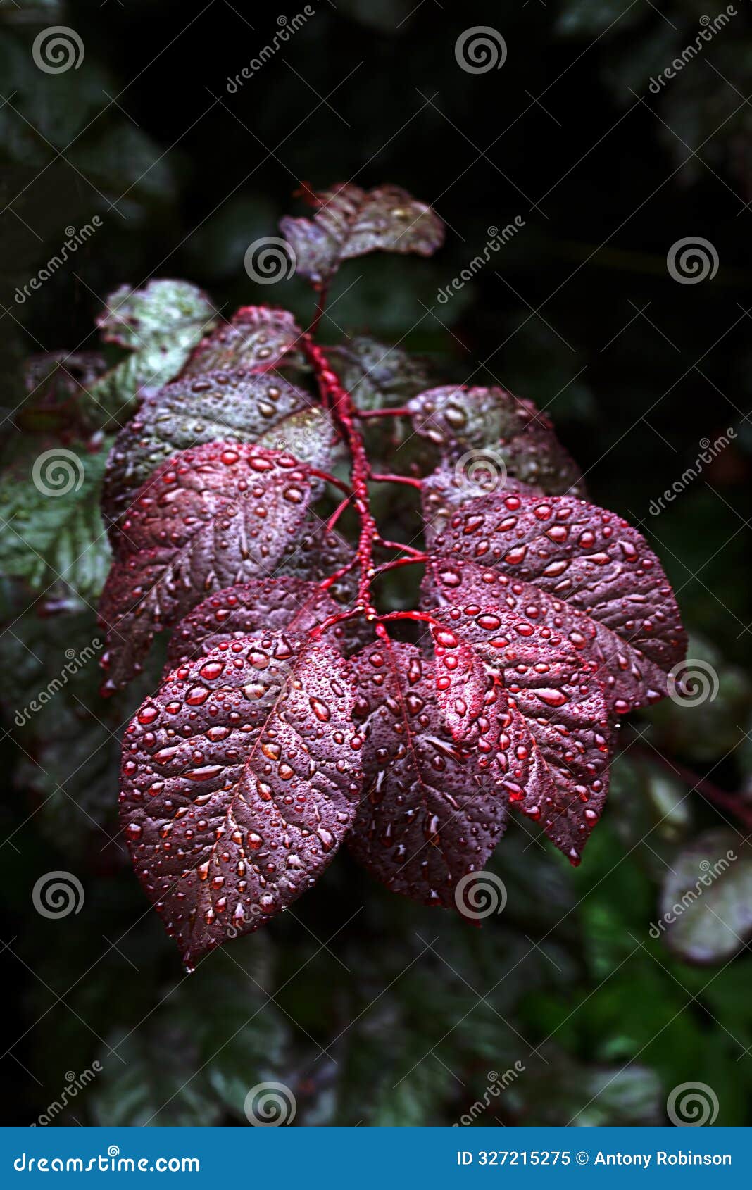 The Copper Beech Also Known As Purple Beech Tree (Fagus Sylvatica ...