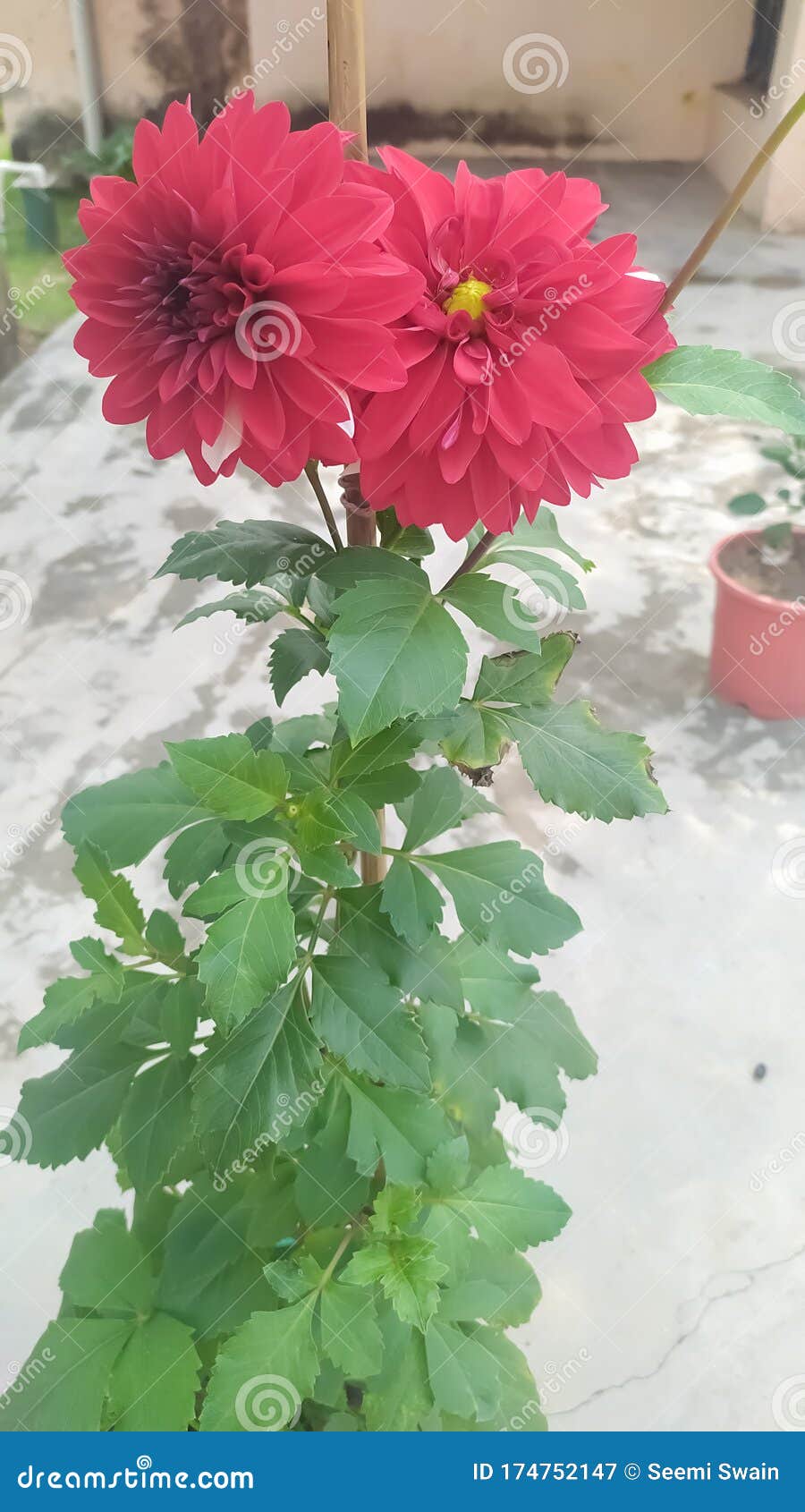 Dark Red Dahlia Flower Plant. Stock Image - Image of shrub, garden ...