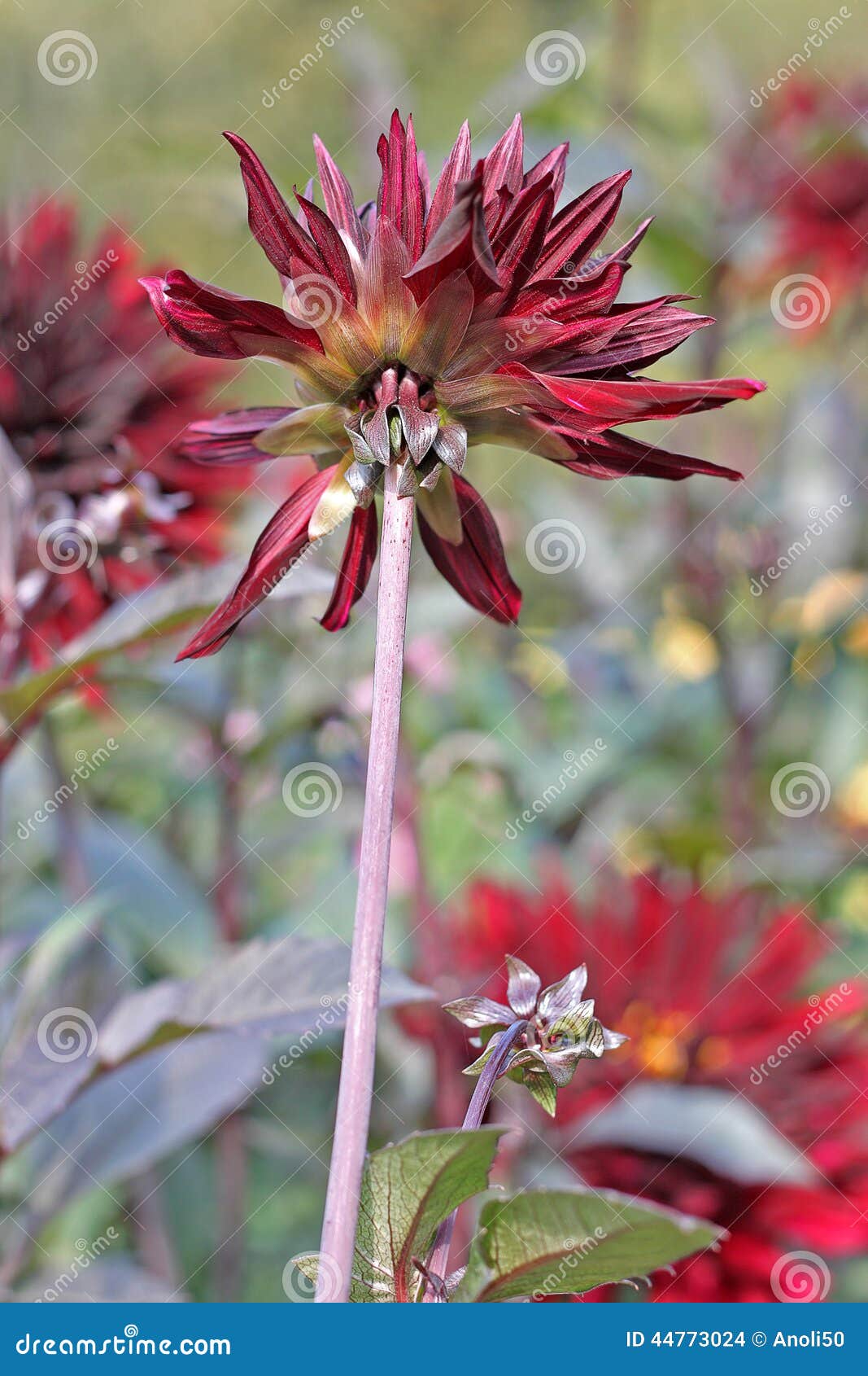 Dark red Dahlia flowers stock photo. Image of color, ornamental - 44773024