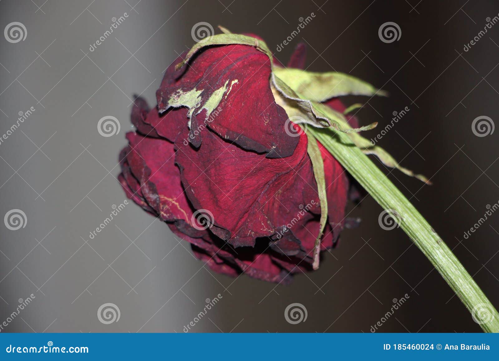 Dark Red Faded Rose on Black Background Stock Photo - Image of aging ...