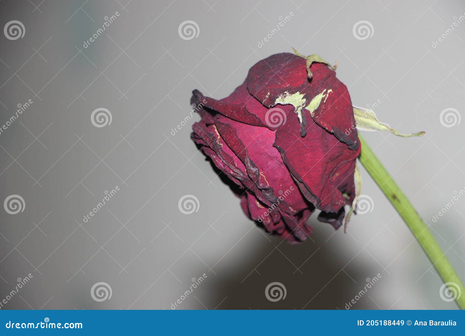 Dark Red Faded Rose on Black Background Stock Image - Image of beauty ...