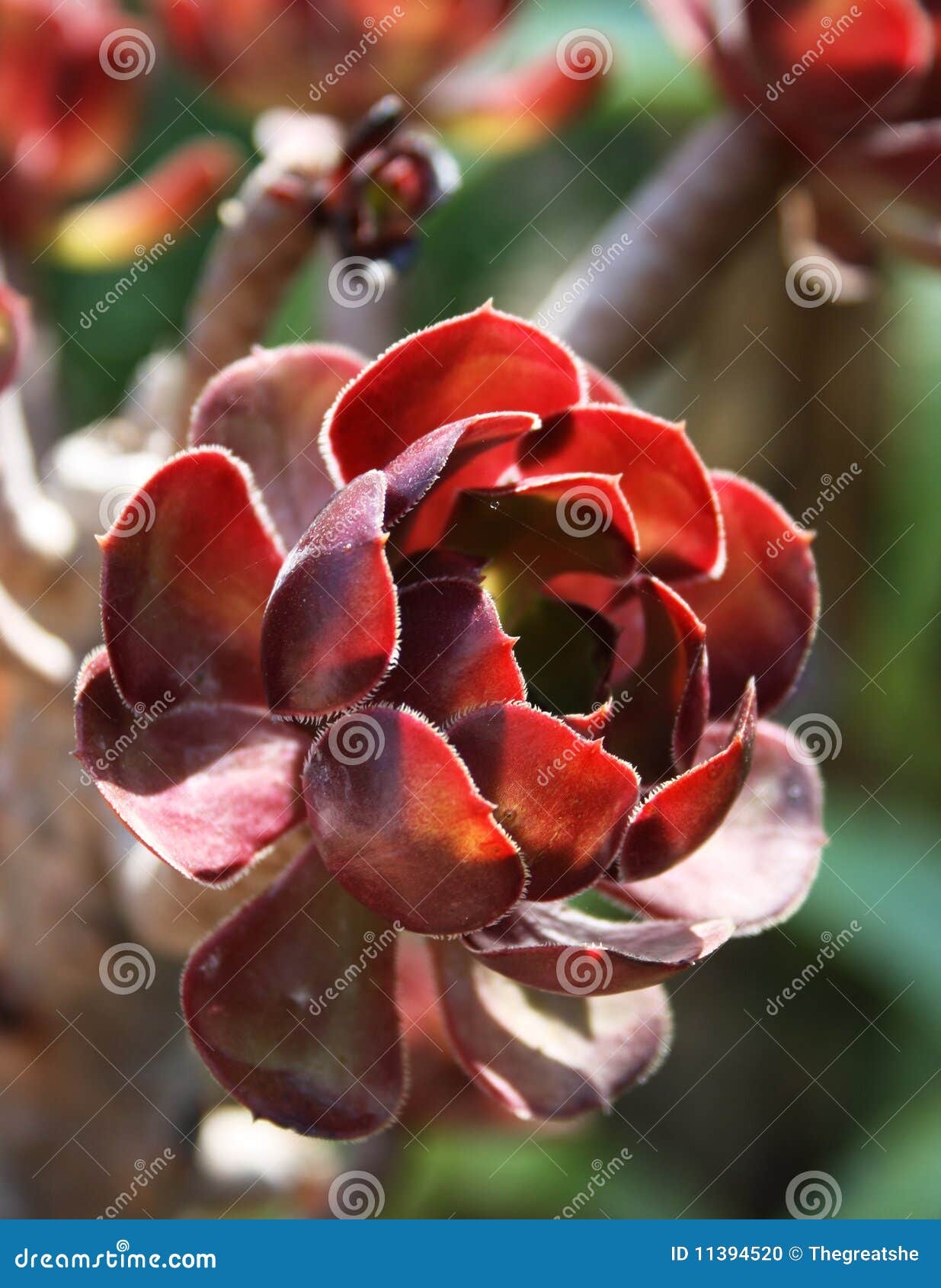 Dark red flower stock photo. Image of blossom, flora - 11394520
