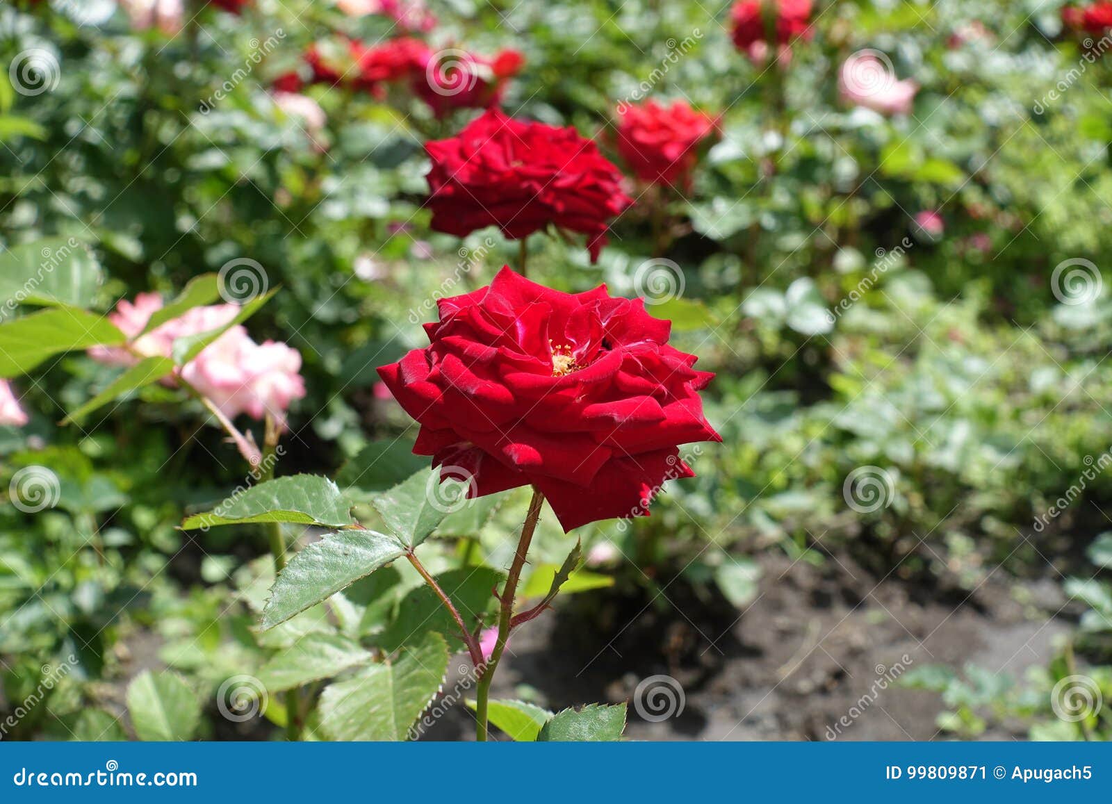 Dark Red Flower of Garden Rose Stock Image - Image of florescence, leaf ...