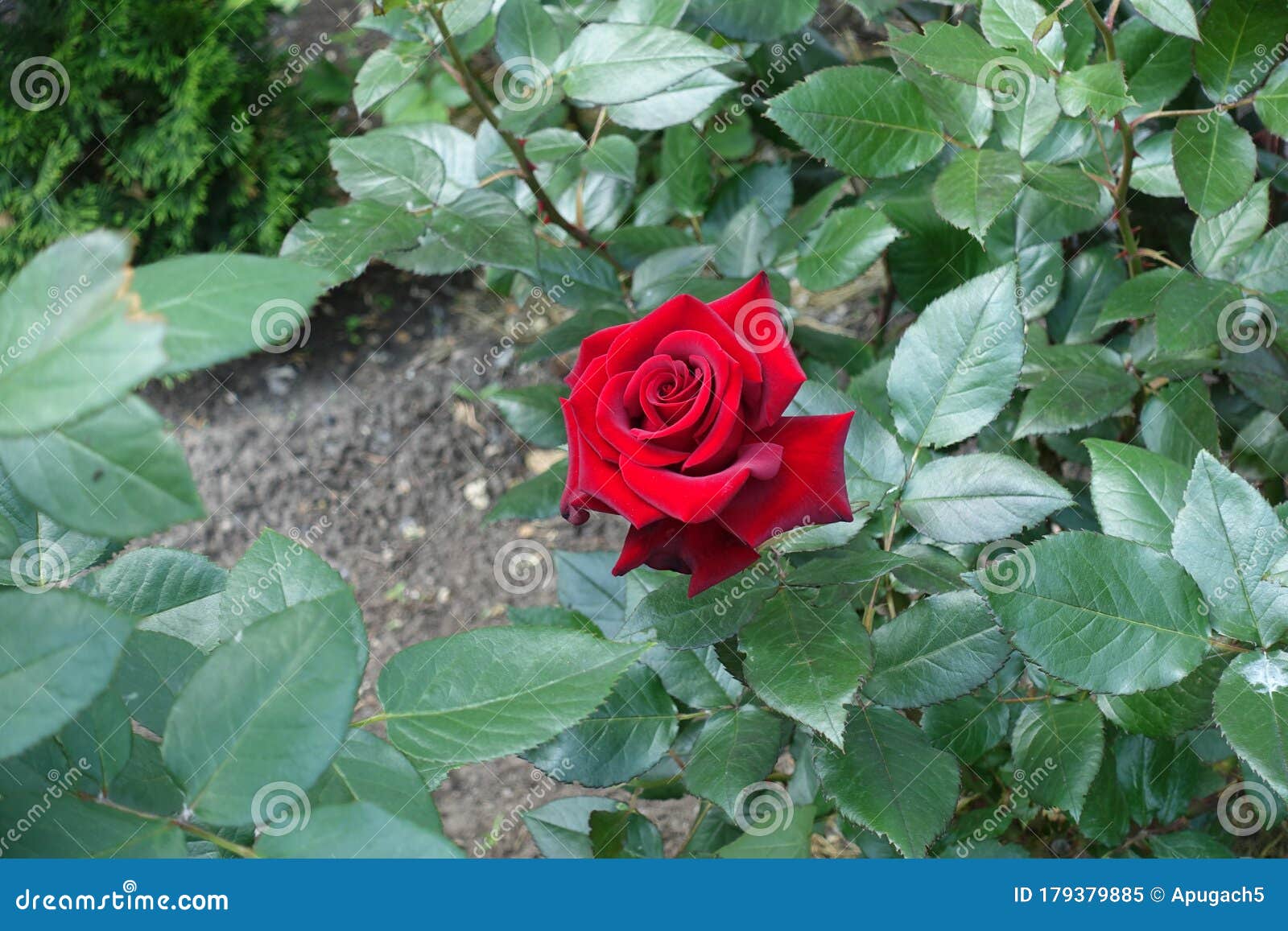 Dark Red Flower of Rose in the Garden Stock Image - Image of bush ...