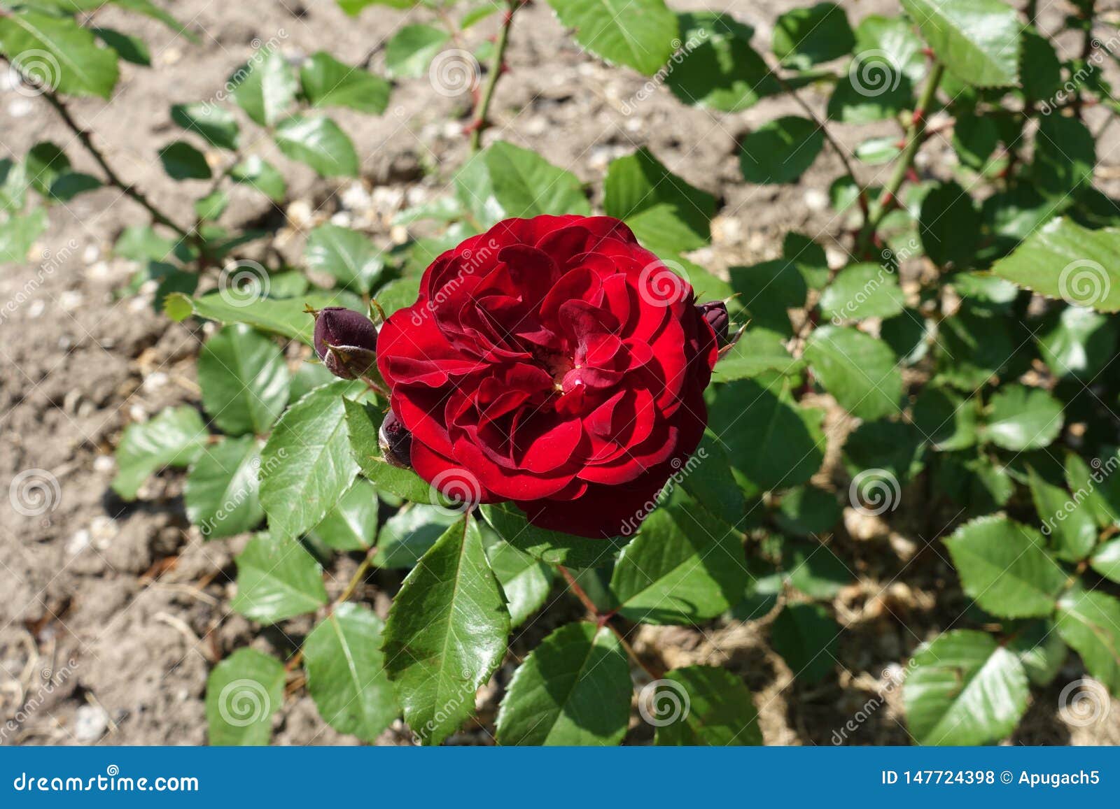 Dark red flower of rose stock photo. Image of park, bloom - 147724398