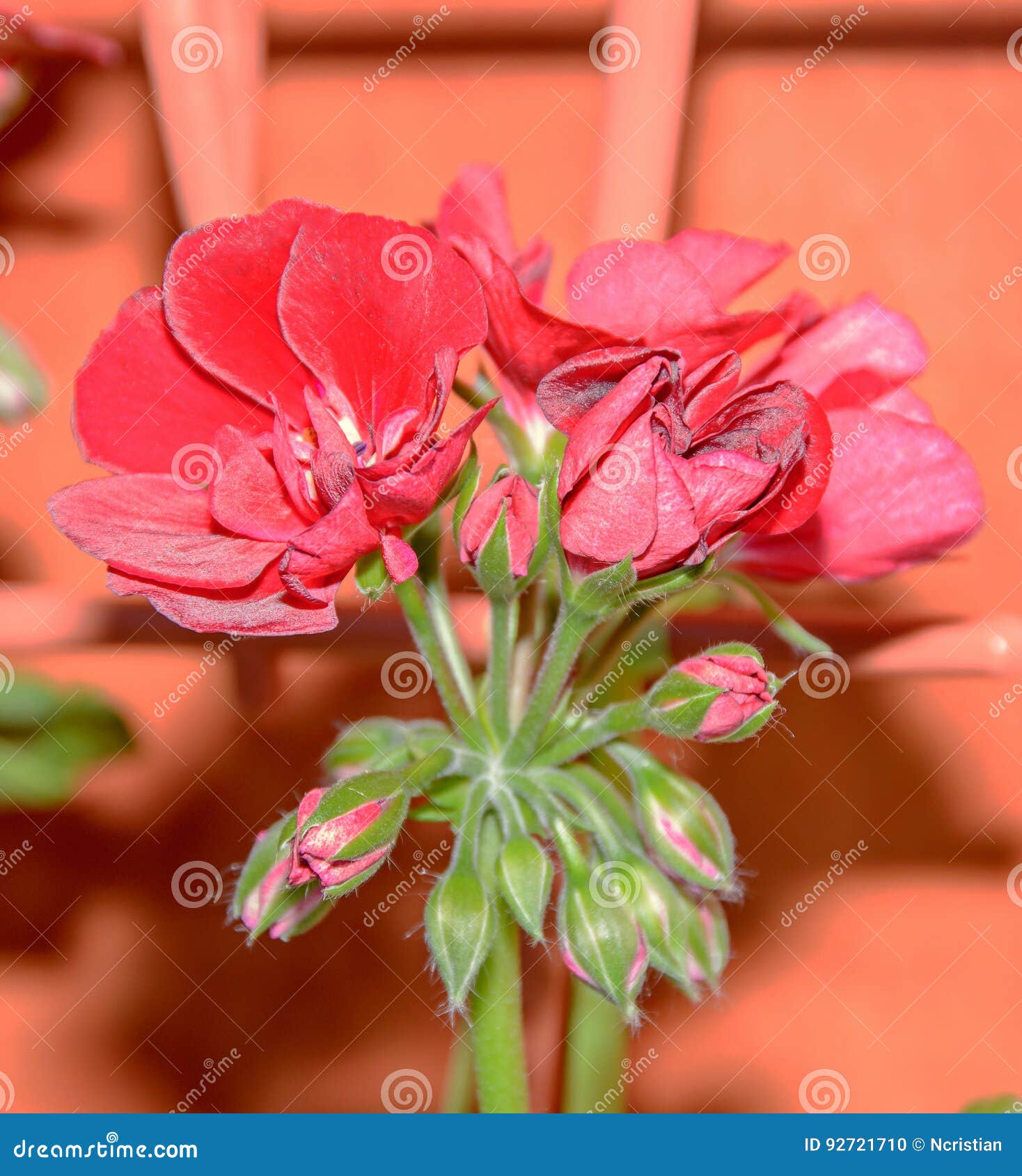 Dark Red Geraniums Flowers, Pelargonium Close Up Isolated Stock Photo ...