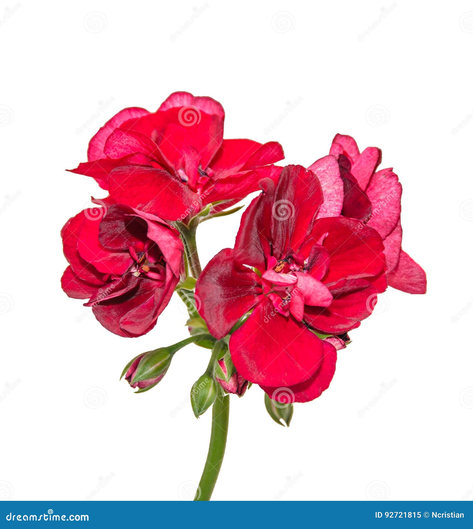 Dark Red Geraniums Flowers, Pelargonium Close Up Isolated Stock Image ...