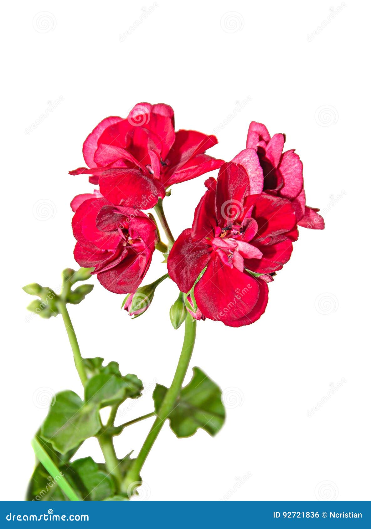 Dark Red Geraniums Flowers, Pelargonium Close Up Isolated Stock Photo ...