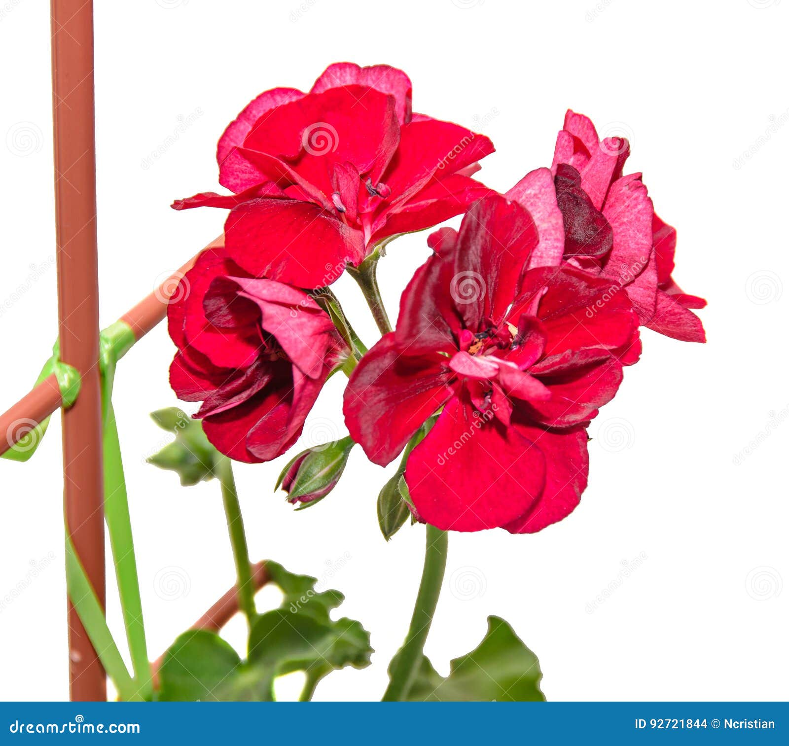 Dark Red Geraniums Flowers, Pelargonium Close Up Isolated Stock Photo ...