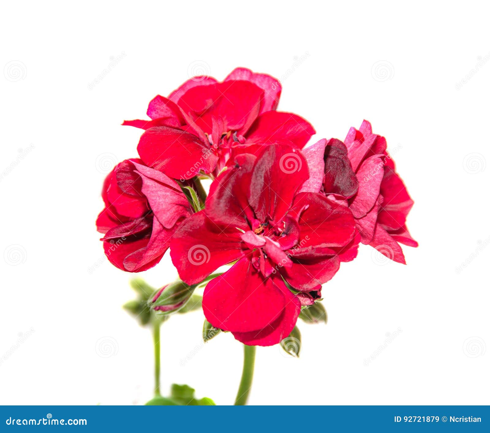 Dark Red Geraniums Flowers, Pelargonium Close Up Isolated Stock Image ...