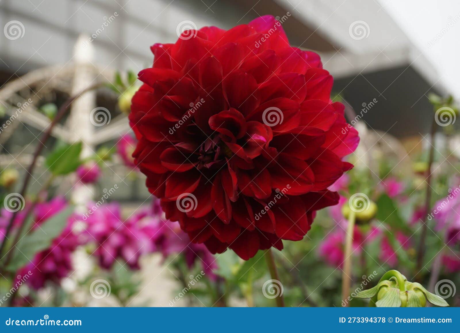 Dark Red Green Flower Tree Plant Stock Photo - Image of green, flower ...
