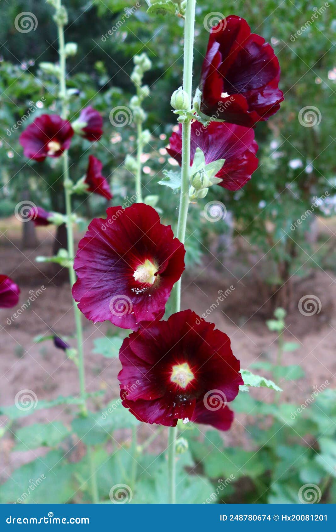 Dark Red Hollyhock stock photo. Image of tulip, dark - 248780674