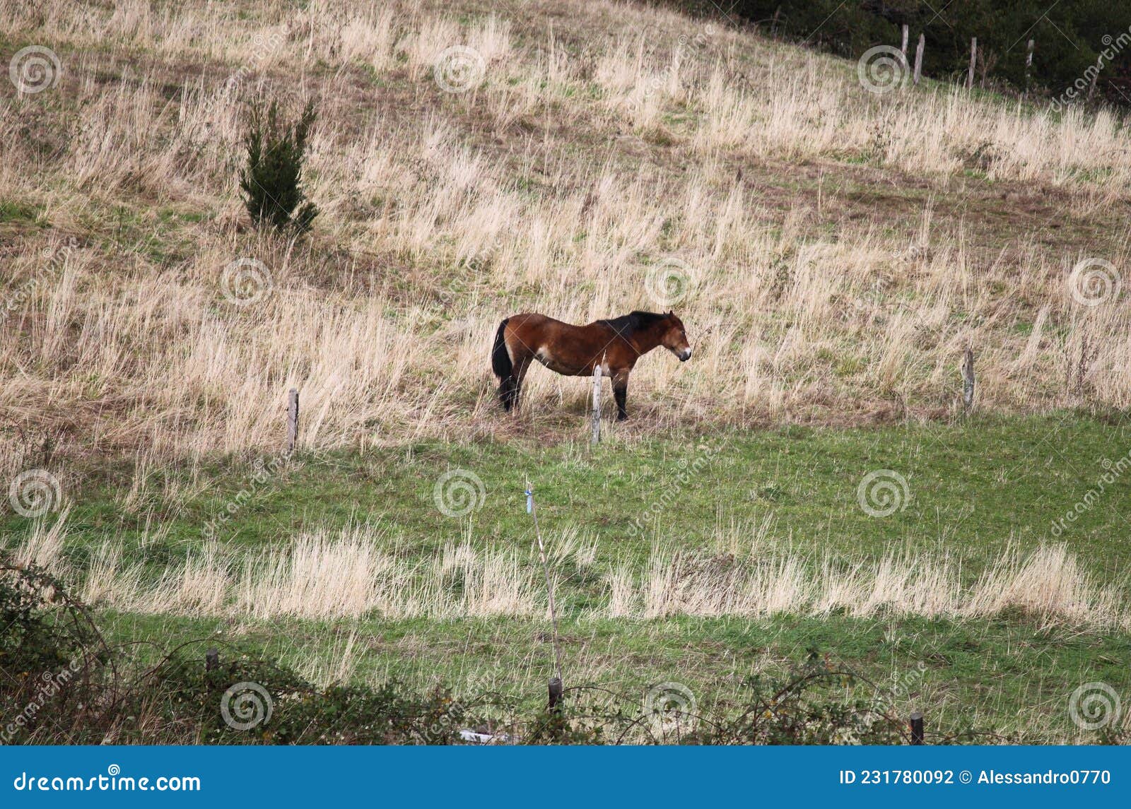 A Dark Red Horse Standing in a Field Stock Photo - Image of animal ...