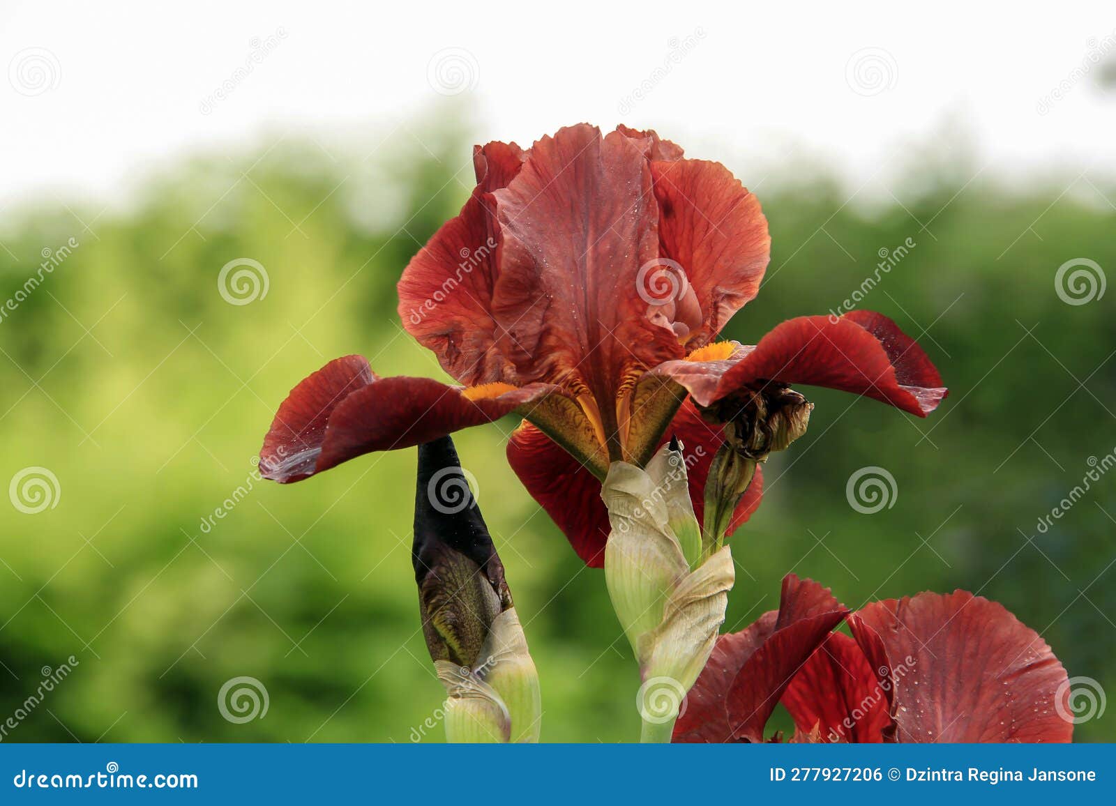 - Dark Red Iris - a Beautiful Flower in Summer on Blur Background ...