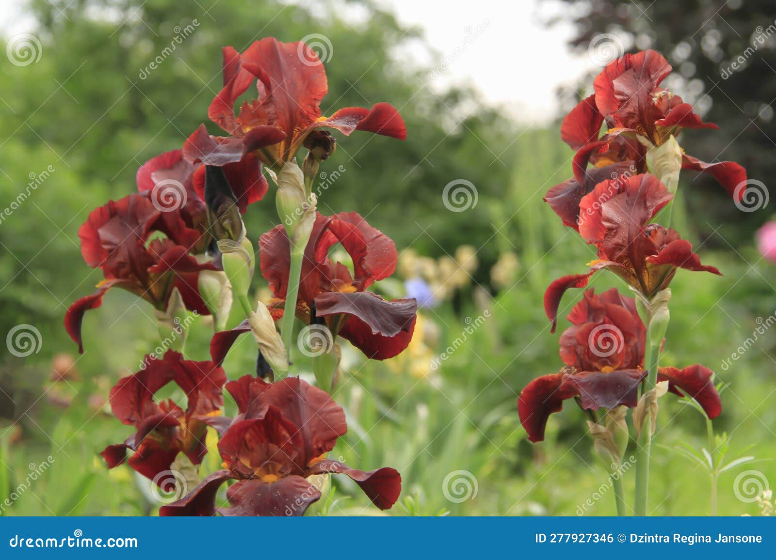 - Dark Red Iris - a Beautiful Garden Flower on Blur Background Stock ...