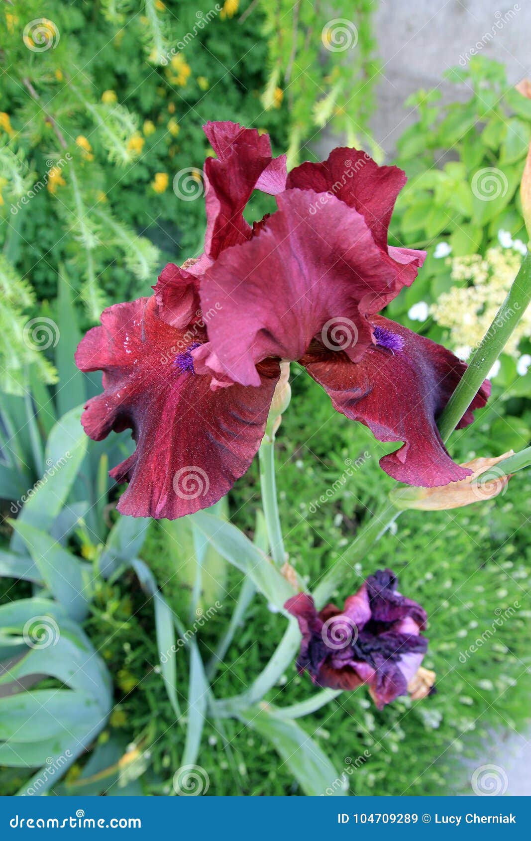 Dark Red Iris stock image. Image of dark, leaves, flower - 104709289