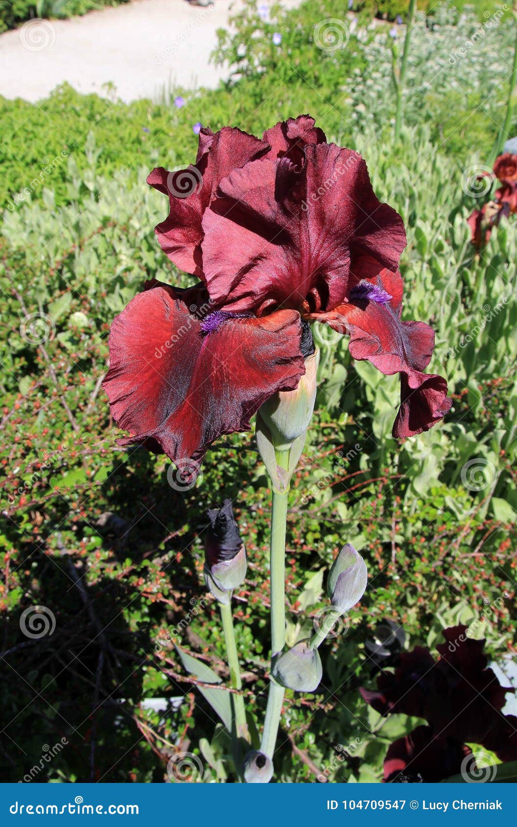 Dark Red Iris stock image. Image of blossom, flowerbed - 104709547