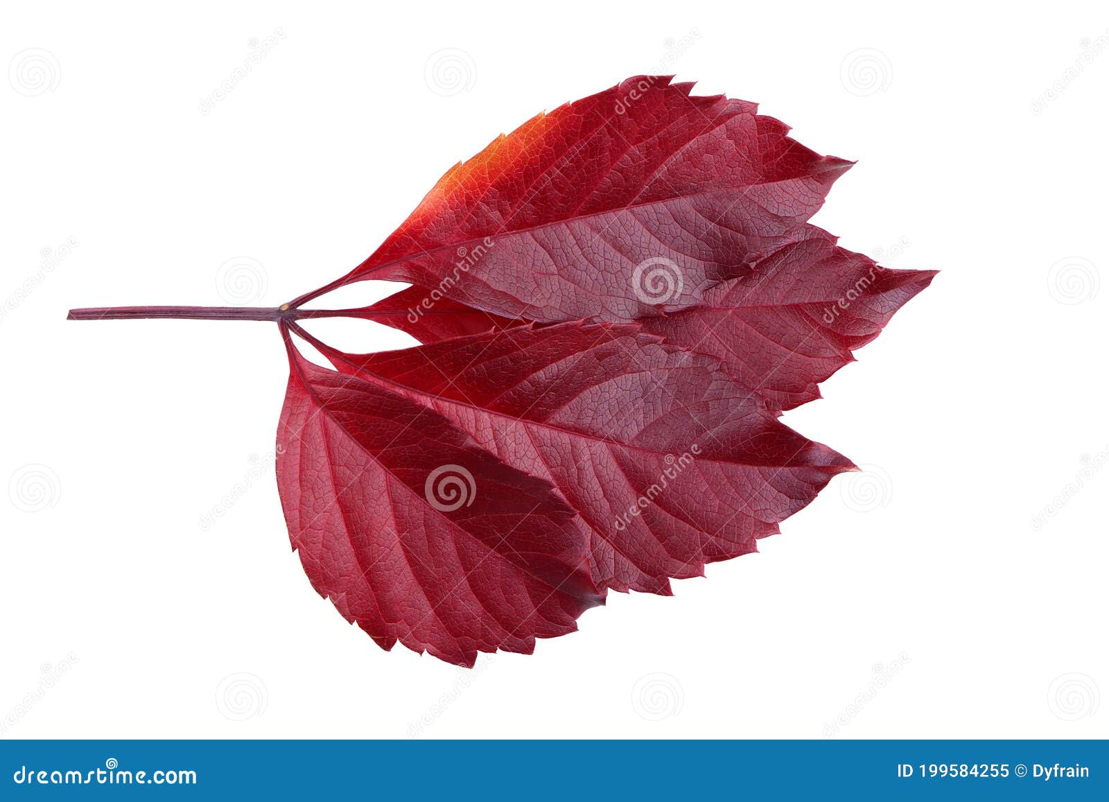 Dark-red Leaves of Wild Grape Isolated on a White Background. Autumn ...