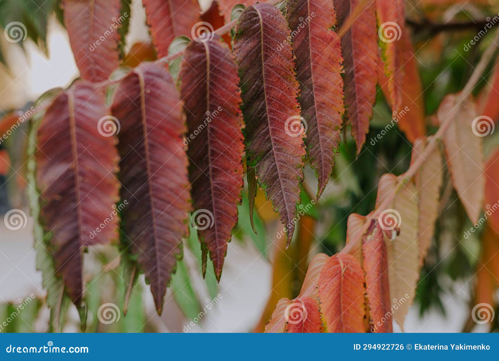 Dark Red Long Sharp Leaves on a Tree Branch. Autumn Plants Background ...