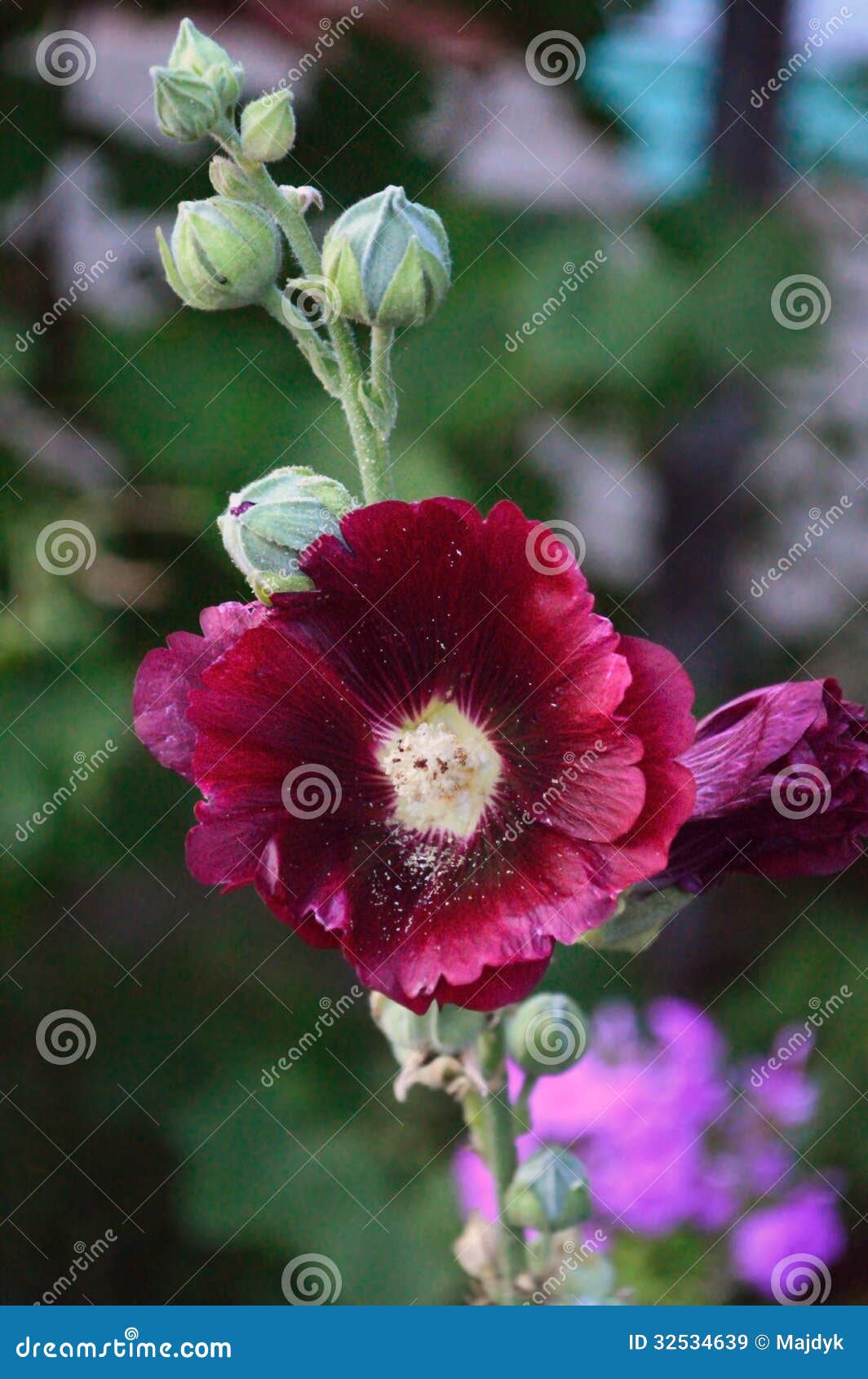 Dark red mallow stock image. Image of petal, bright, purple - 32534639