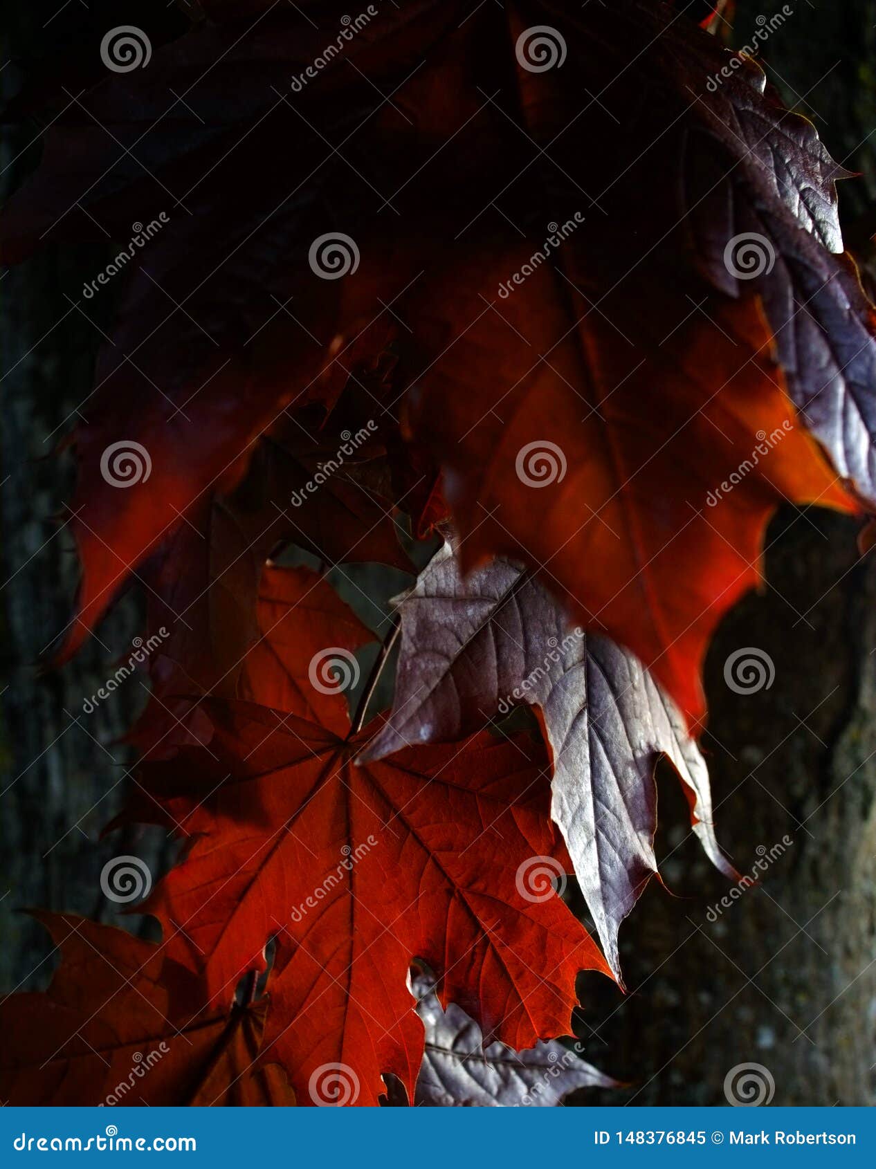 Dark Red Maple Leafs on the Tree. Stock Image - Image of dark, tree ...