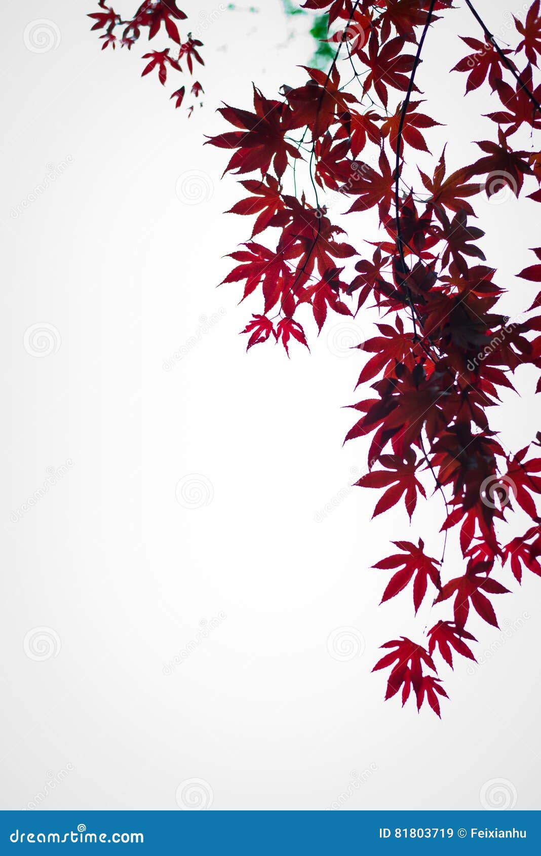 Dark Red Maple Leaves in the Sky As Background Stock Image - Image of ...