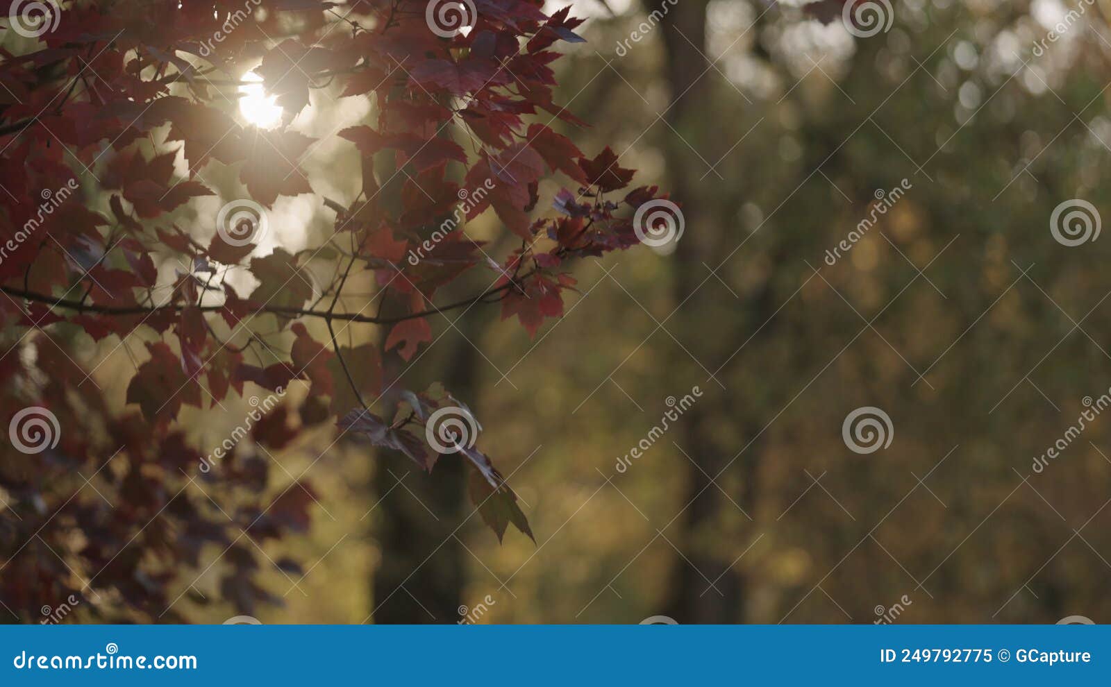 Dark Red Maple Tree in Evening Light in Autumn Stock Image - Image of ...