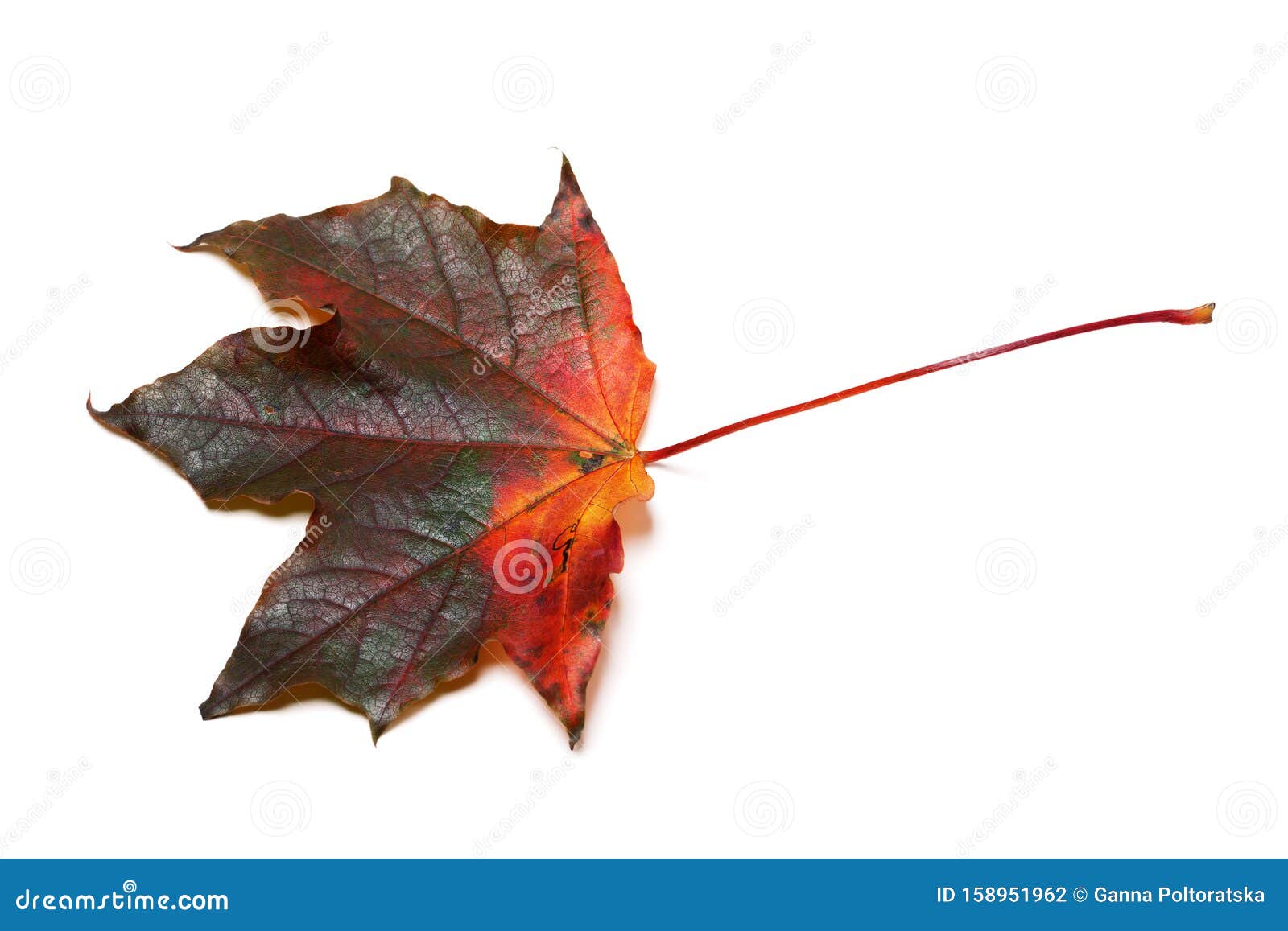 Dark Red Multicolor Autumn Maple-leaf Stock Photo - Image of fall ...