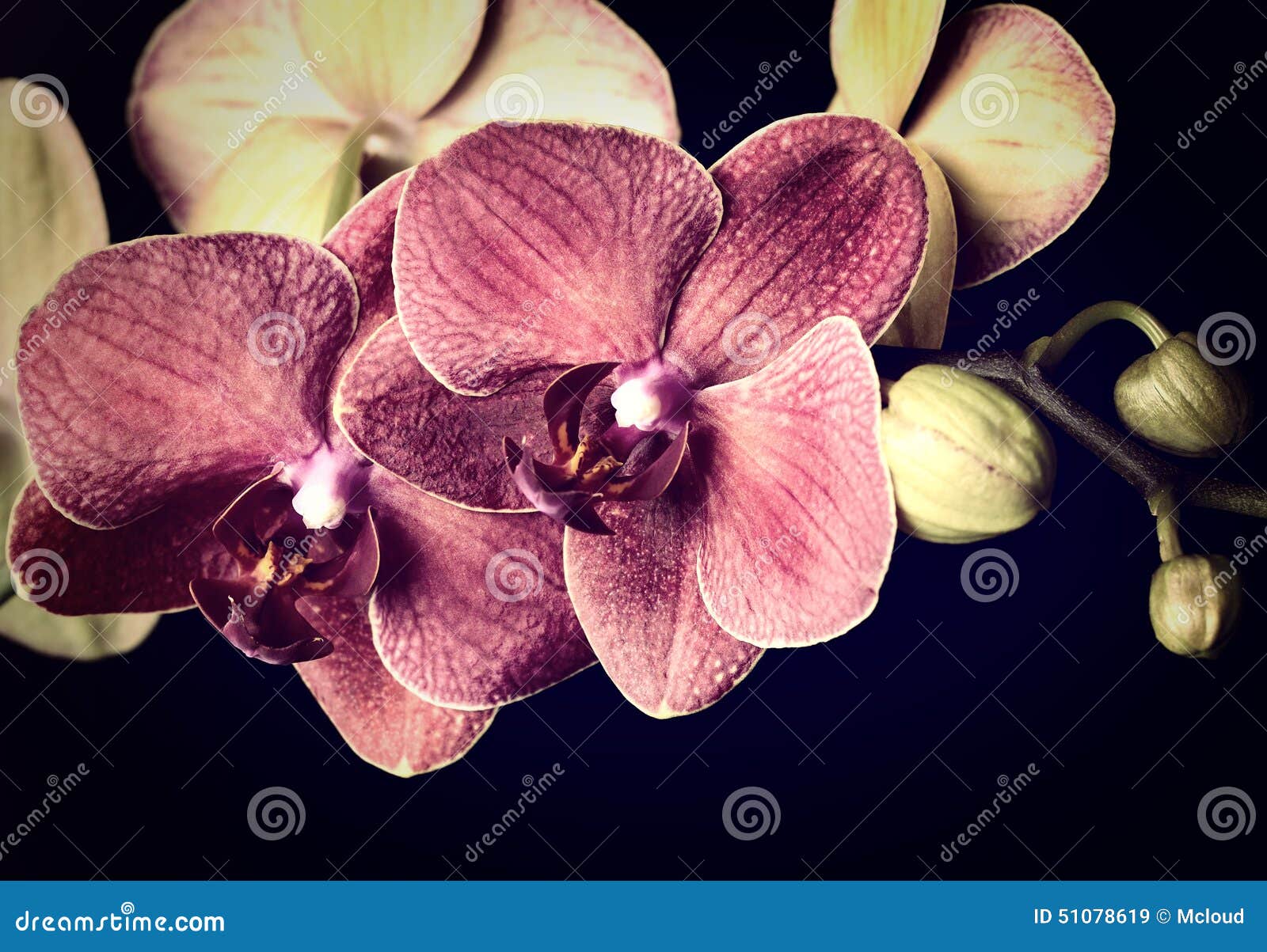 Dark red orchid stock image. Image of background, natural - 51078619