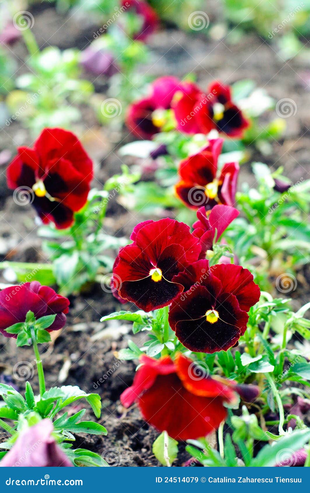 Dark red Pansy stock image. Image of plant, viola, garden - 24514079