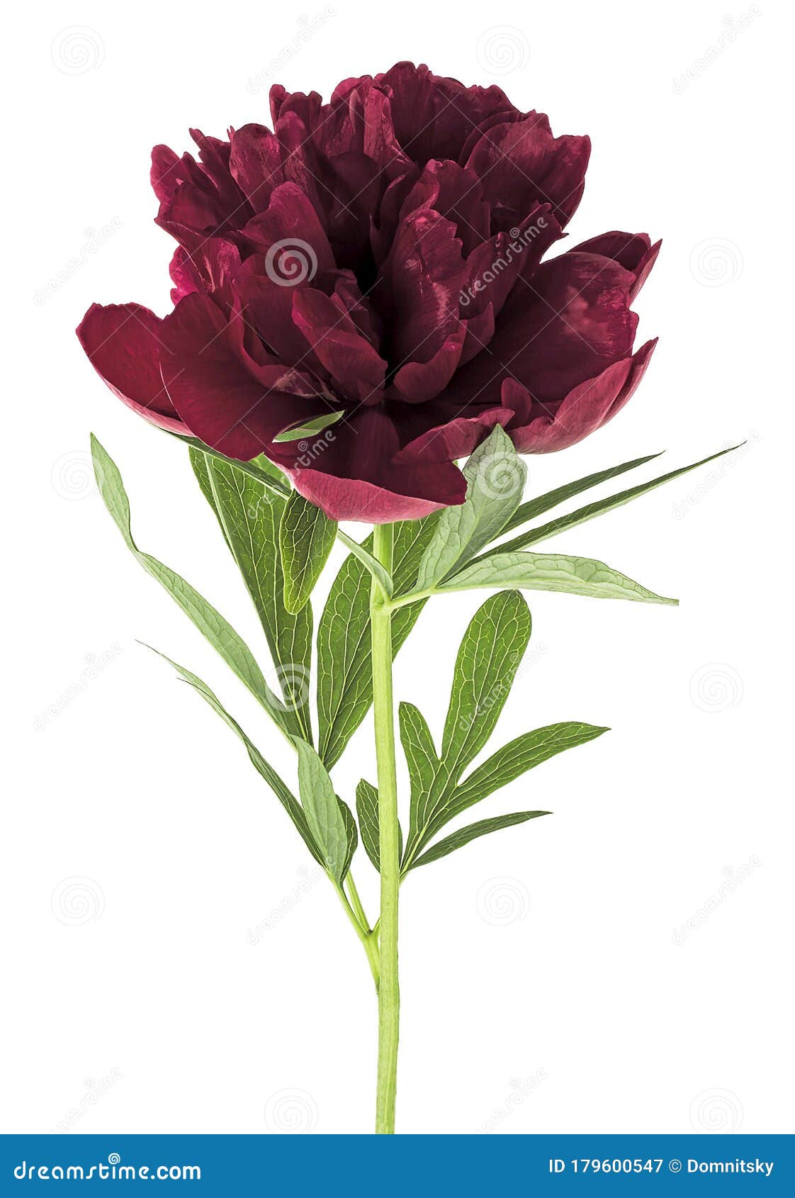 Dark Red Peony Flower Isolated on White Background. Burgundy Peony ...