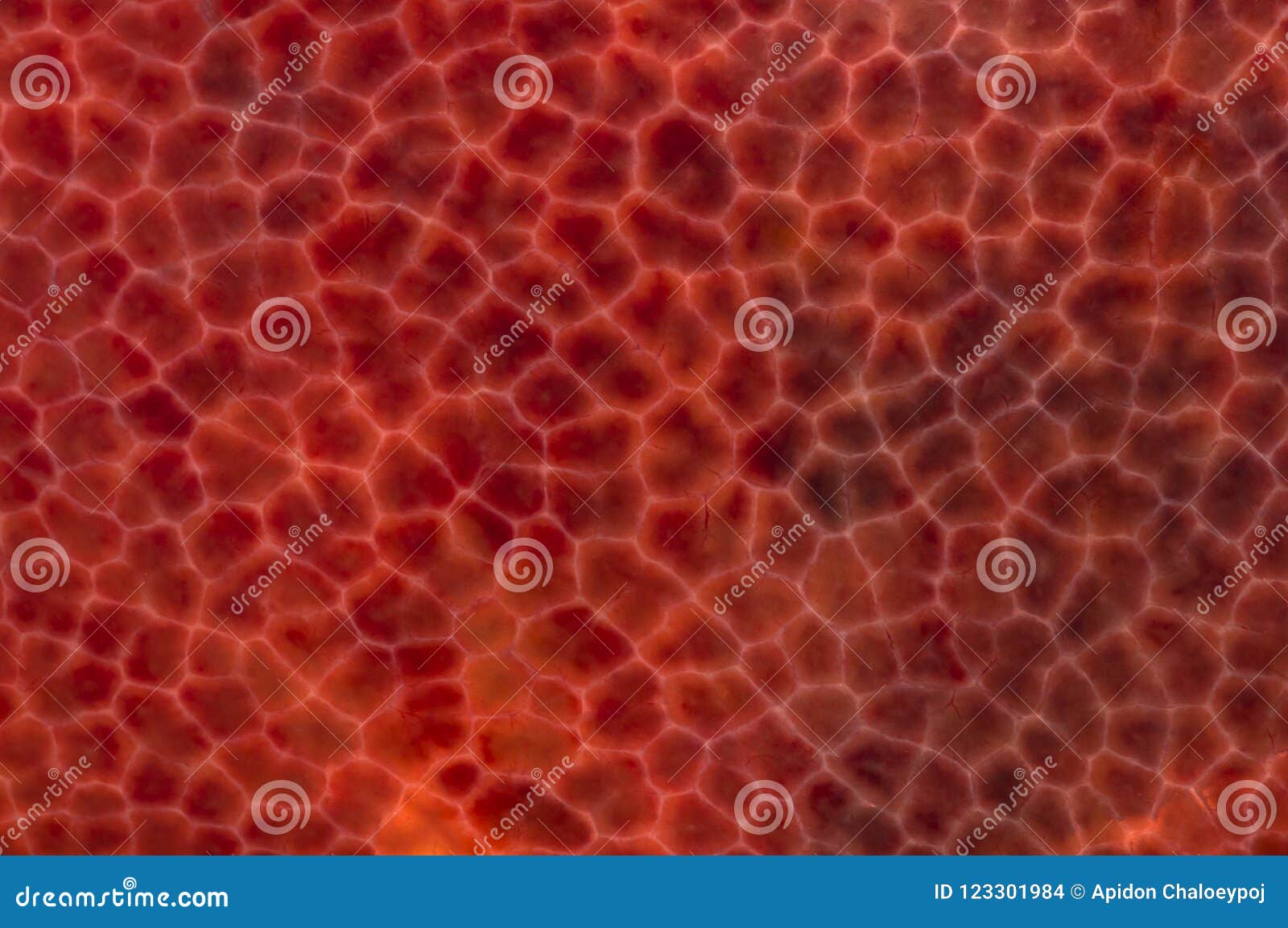 Dark Red Raw Pig`s Liver Textures. Stock Photo - Image of liver, color ...