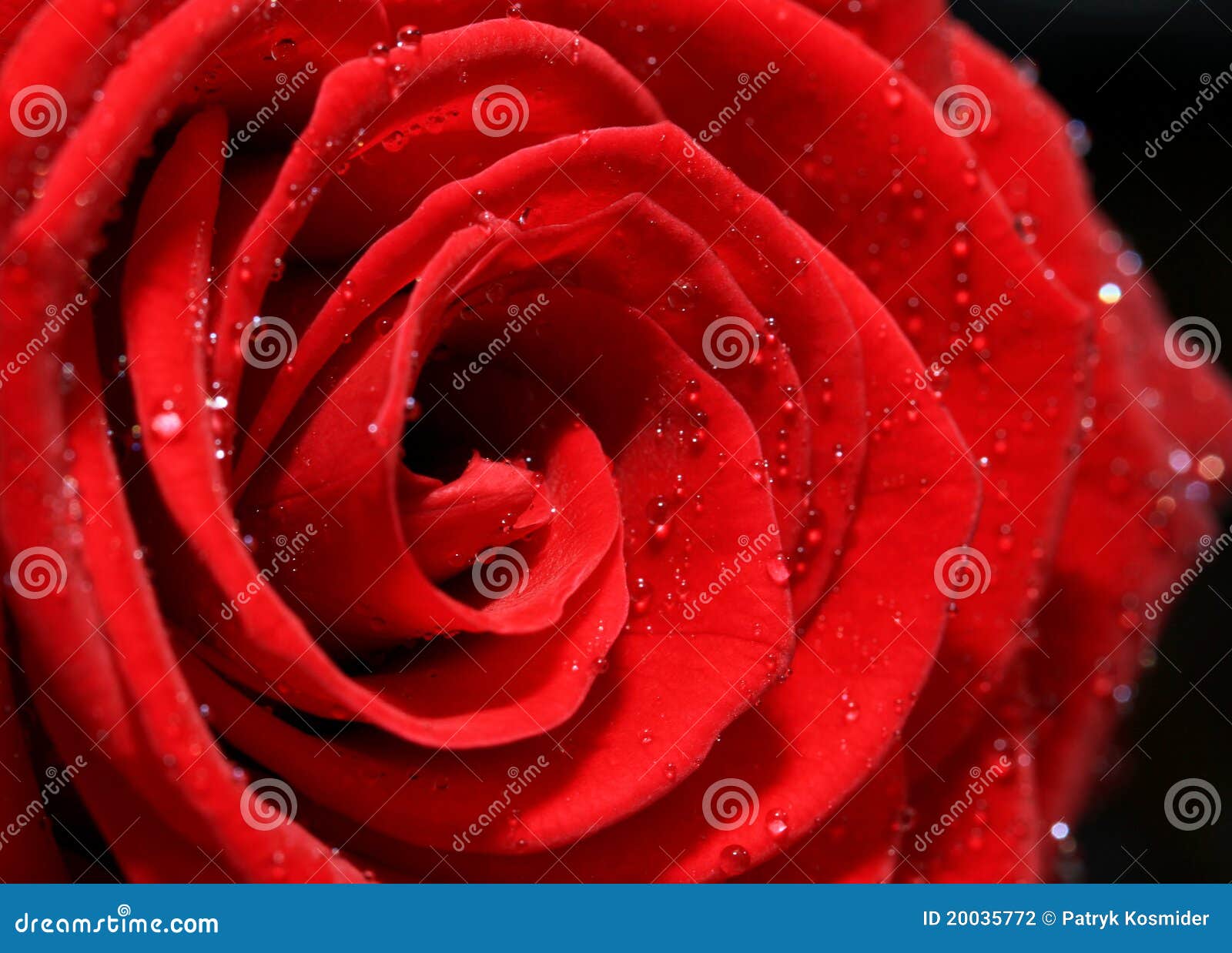 Dark red rose stock photo. Image of flower, sensual, folds - 20035772