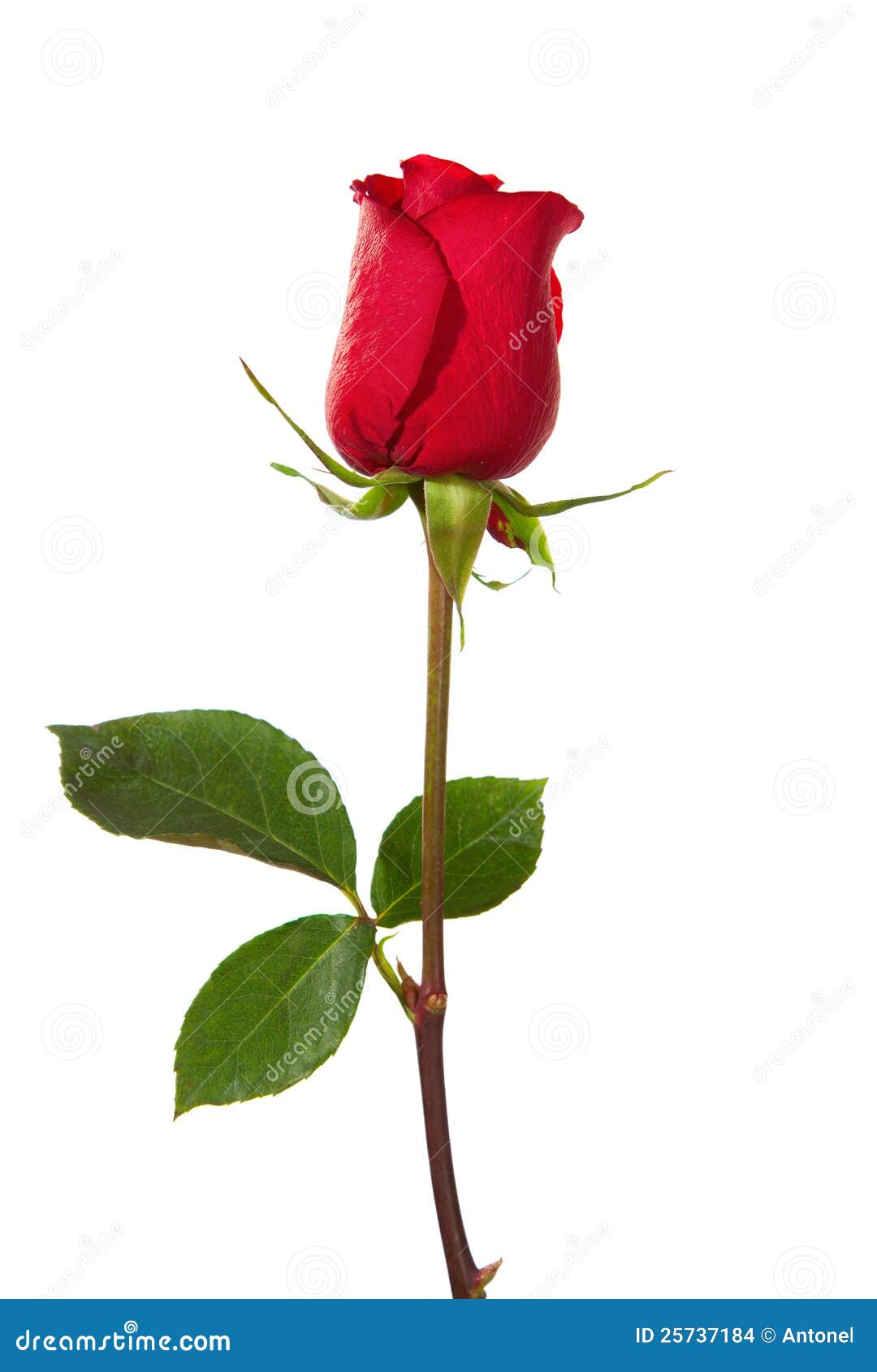 Dark red rose stock photo. Image of flora, romance, open - 25737184