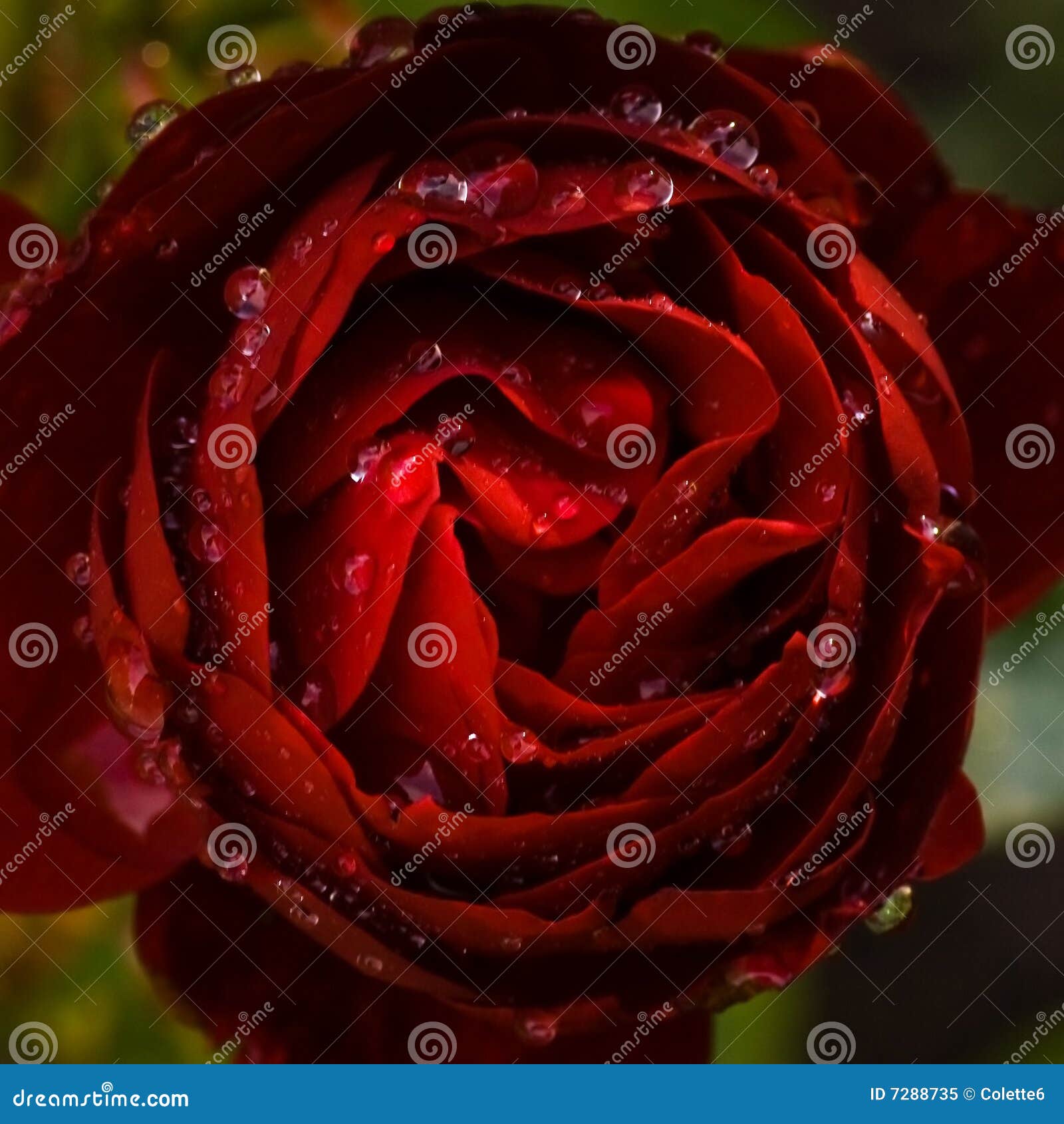 Dark red rose stock image. Image of bloom, black, nature - 7288735
