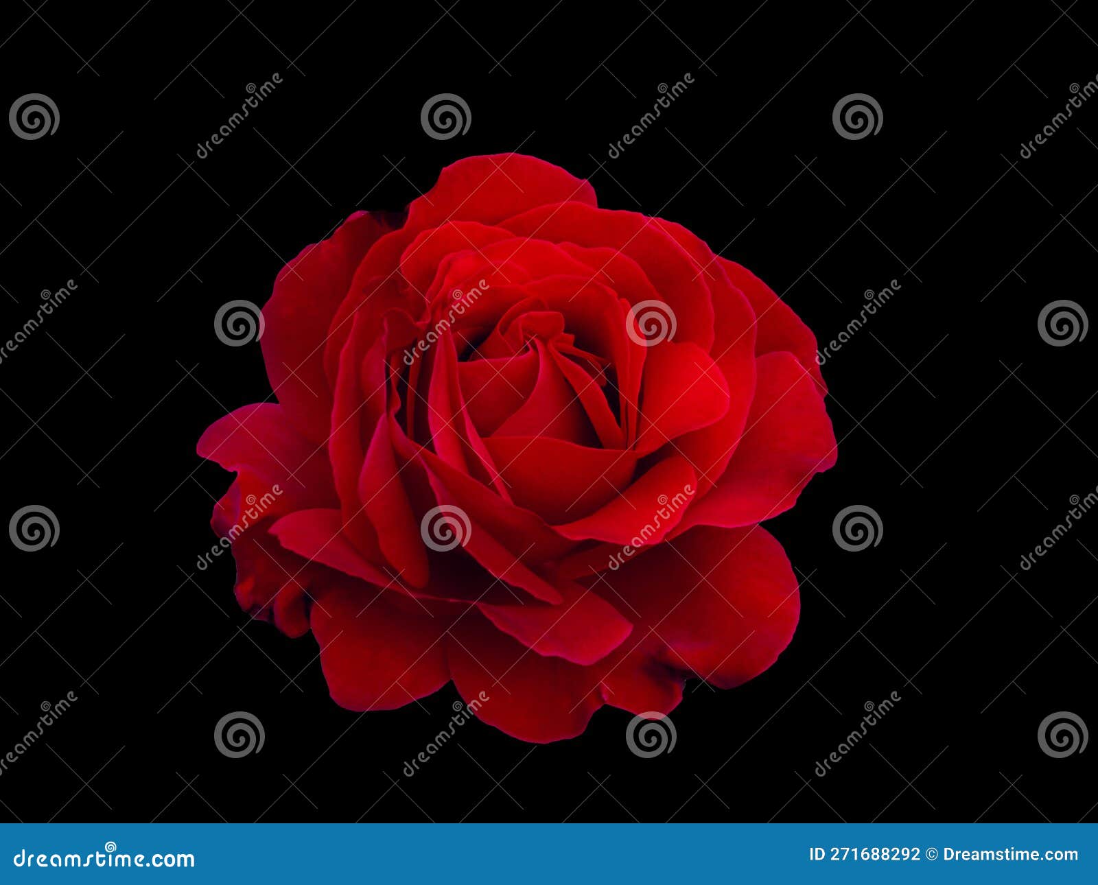 Dark Red Rose is on Black Background Stock Photo - Image of elegance ...