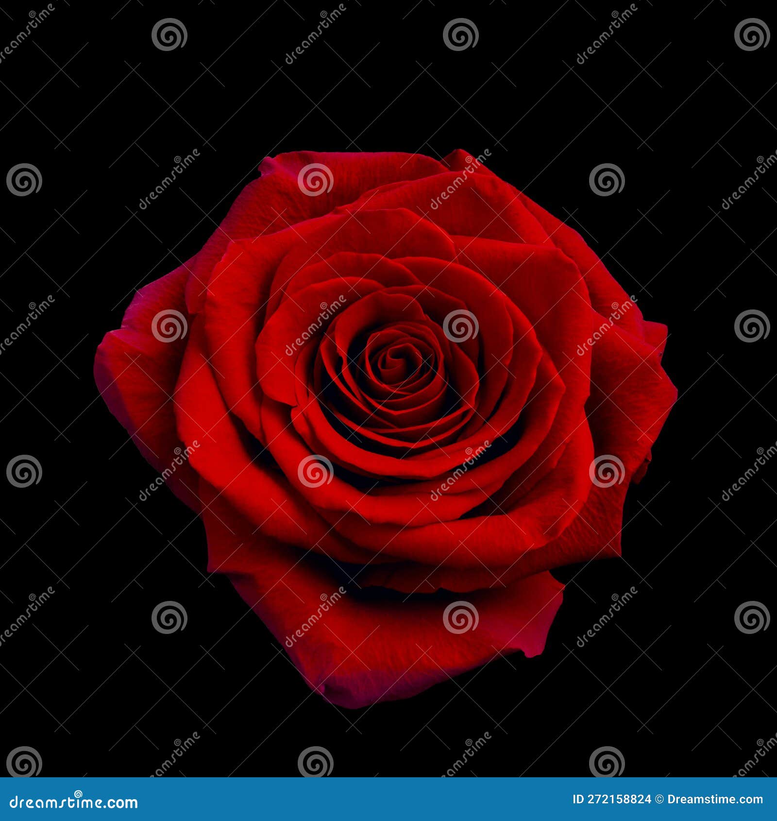 Dark Red Rose is on Black Background Stock Photo - Image of background ...