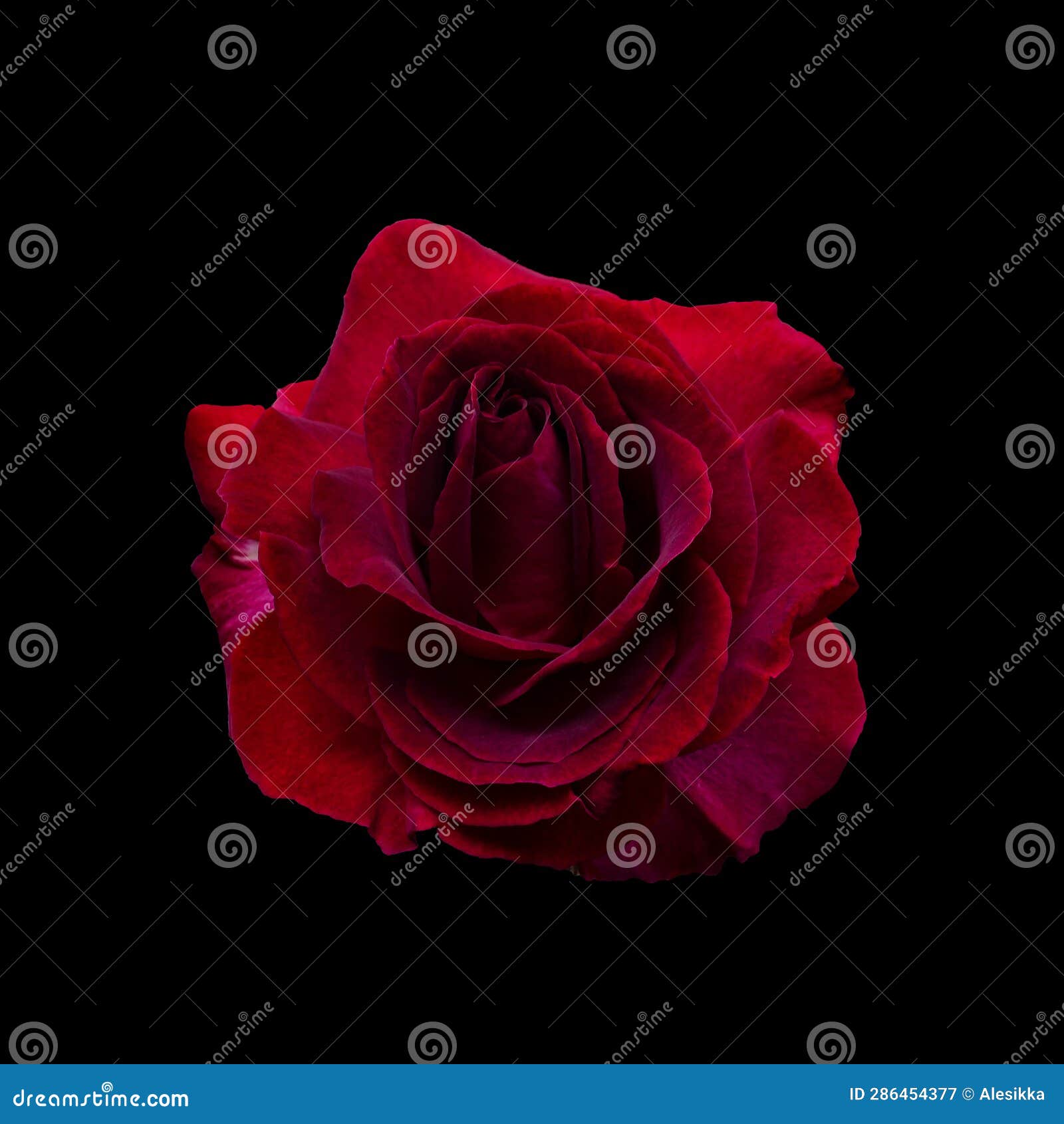 Dark Red Rose is on Black Background Stock Image - Image of full ...
