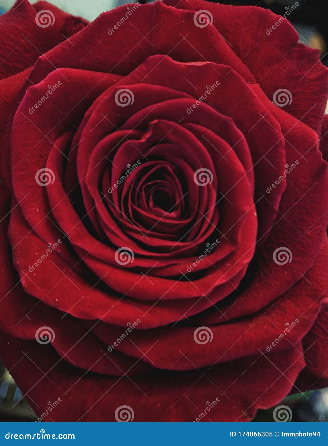 Dark red rose close up stock image. Image of beautiful - 174066305
