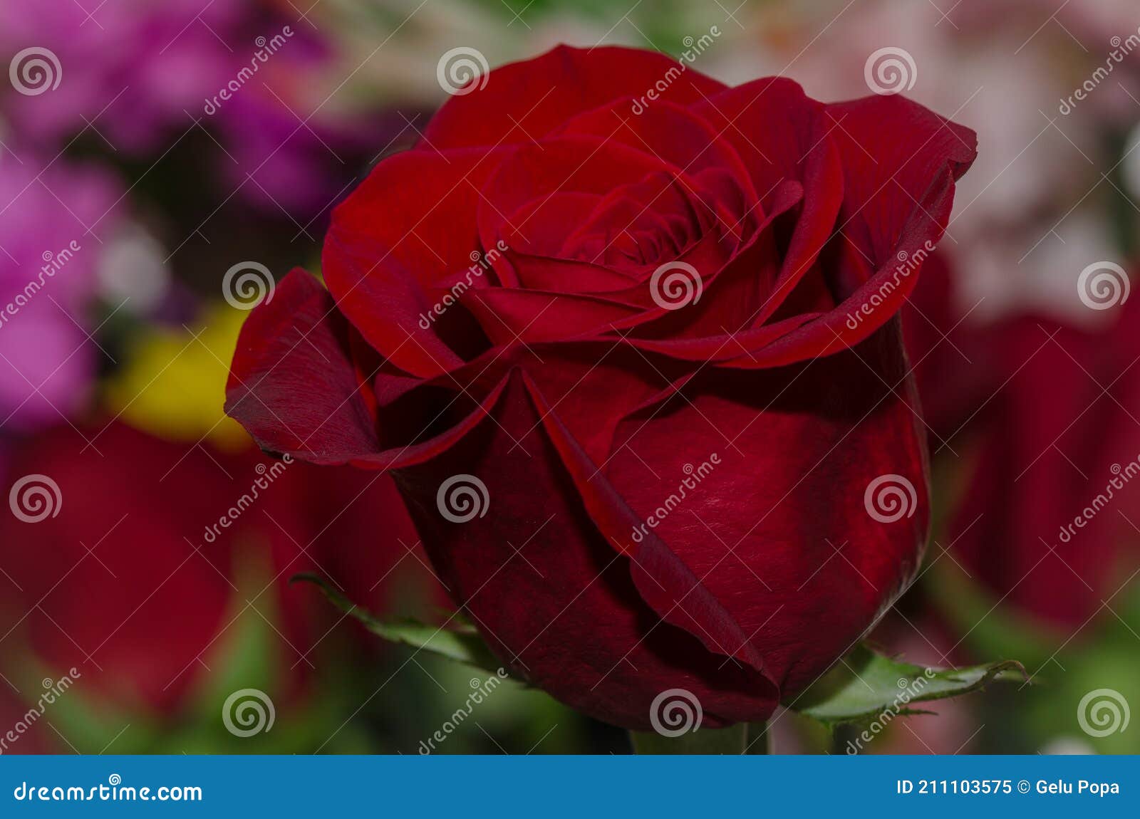 Dark Red Rose stock image. Image of botany, gift, fresh - 211103575