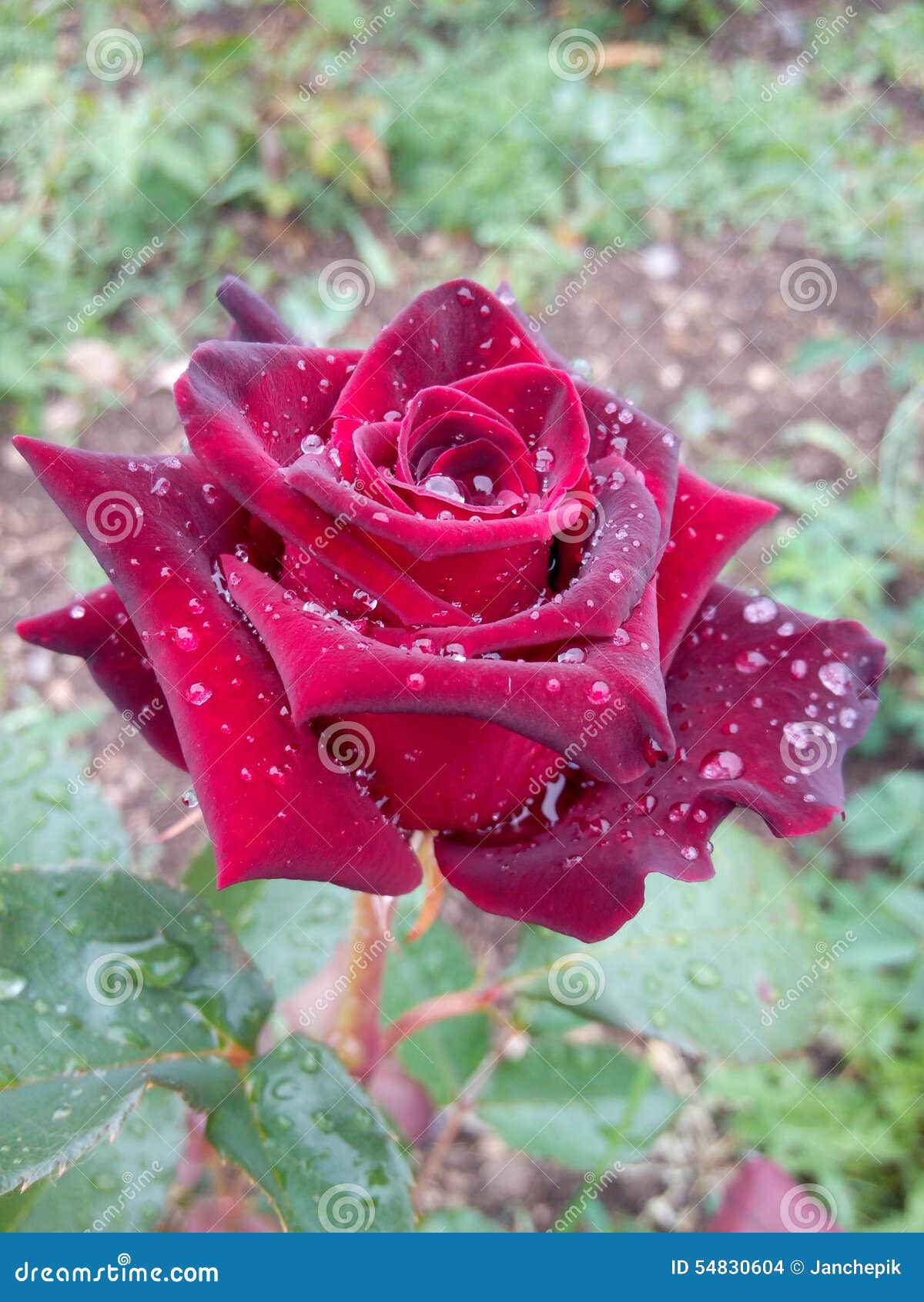 Dark red rose stock photo. Image of flower, drops, rain - 54830604