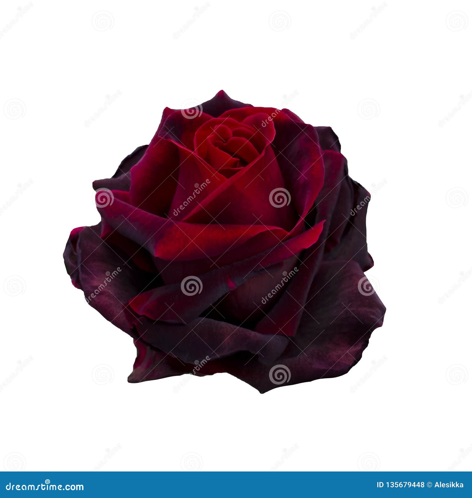 Dark red rose stock photo. Image of closeup, rose, pedicel - 135679448