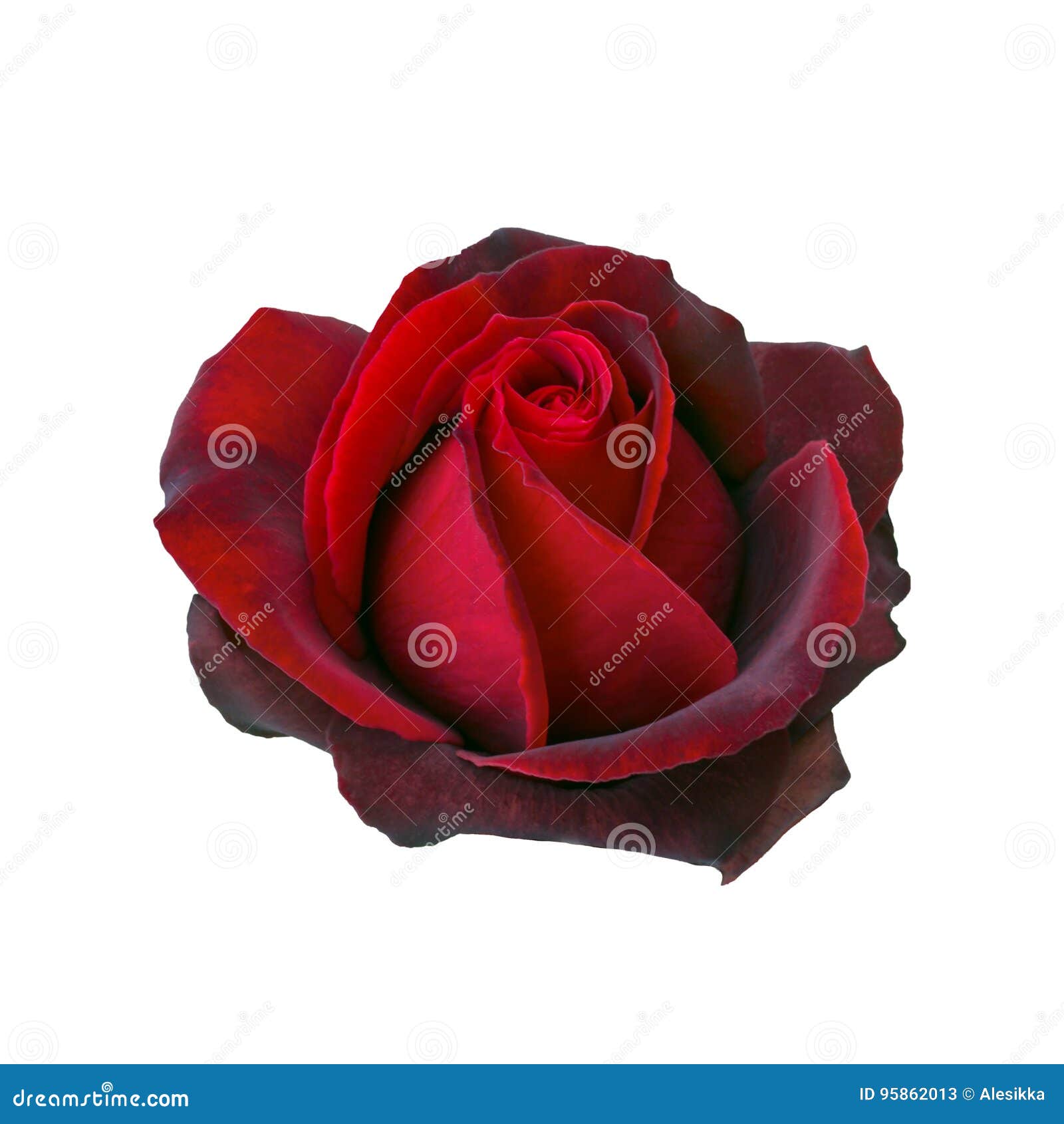 Dark red rose stock image. Image of single, full, plant - 95862013