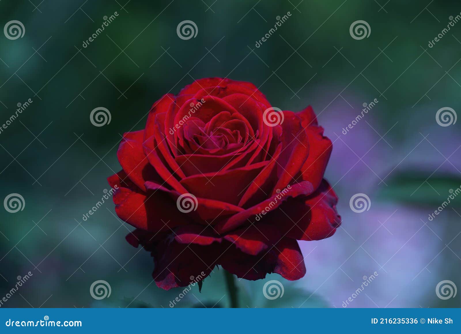 Dark Red rose stock photo. Image of backdrop, floral - 216235336
