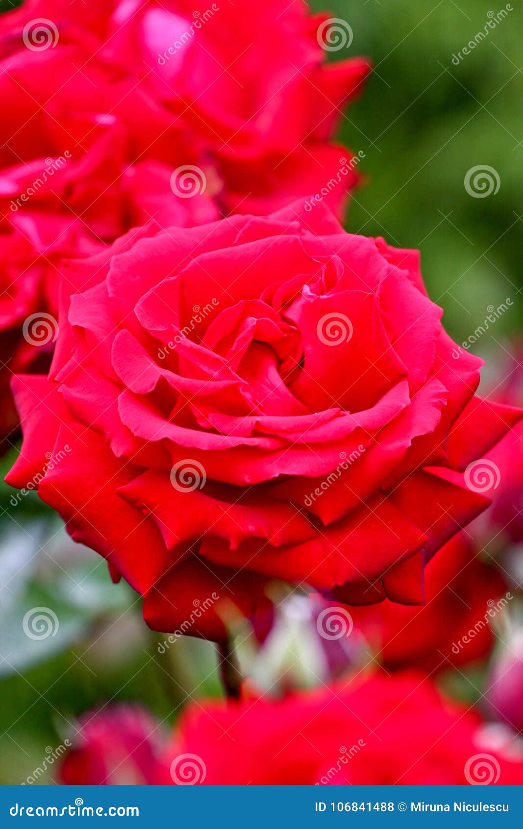 Dark red rose flower stock photo. Image of flower, beauty - 106841488