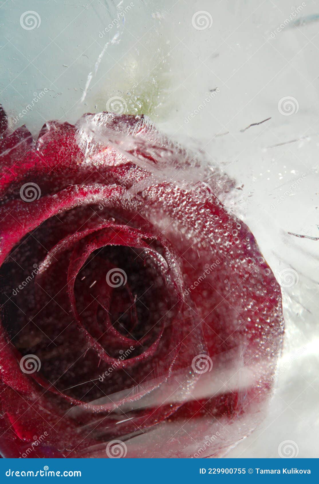 Dark Red Rose Flower Frozen Within A Block Of Ice Stock Image Image